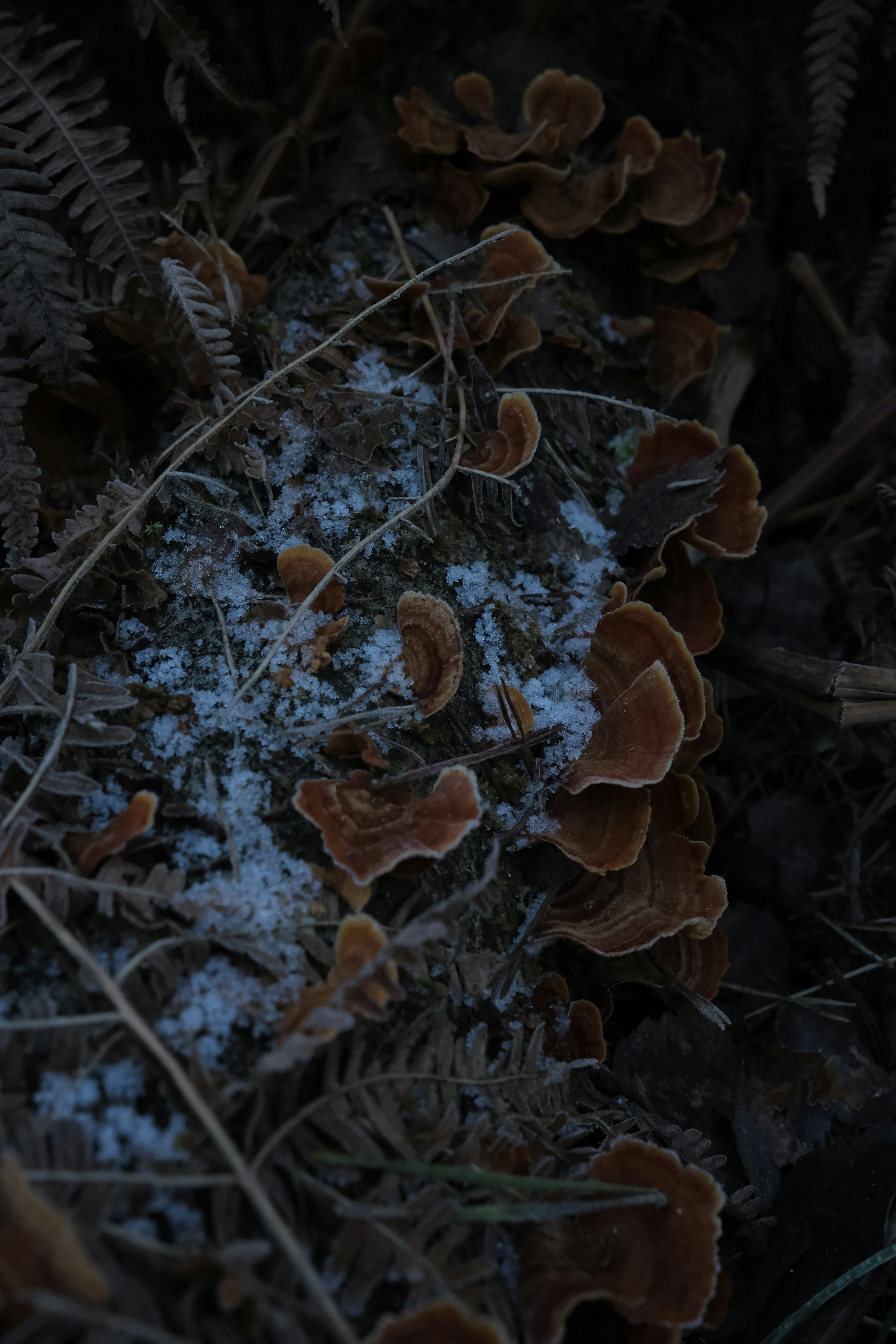 Mossy forest floor with brown shelf fungi and frost flecks; close-up of a cluster nestled among leaves and grasses.