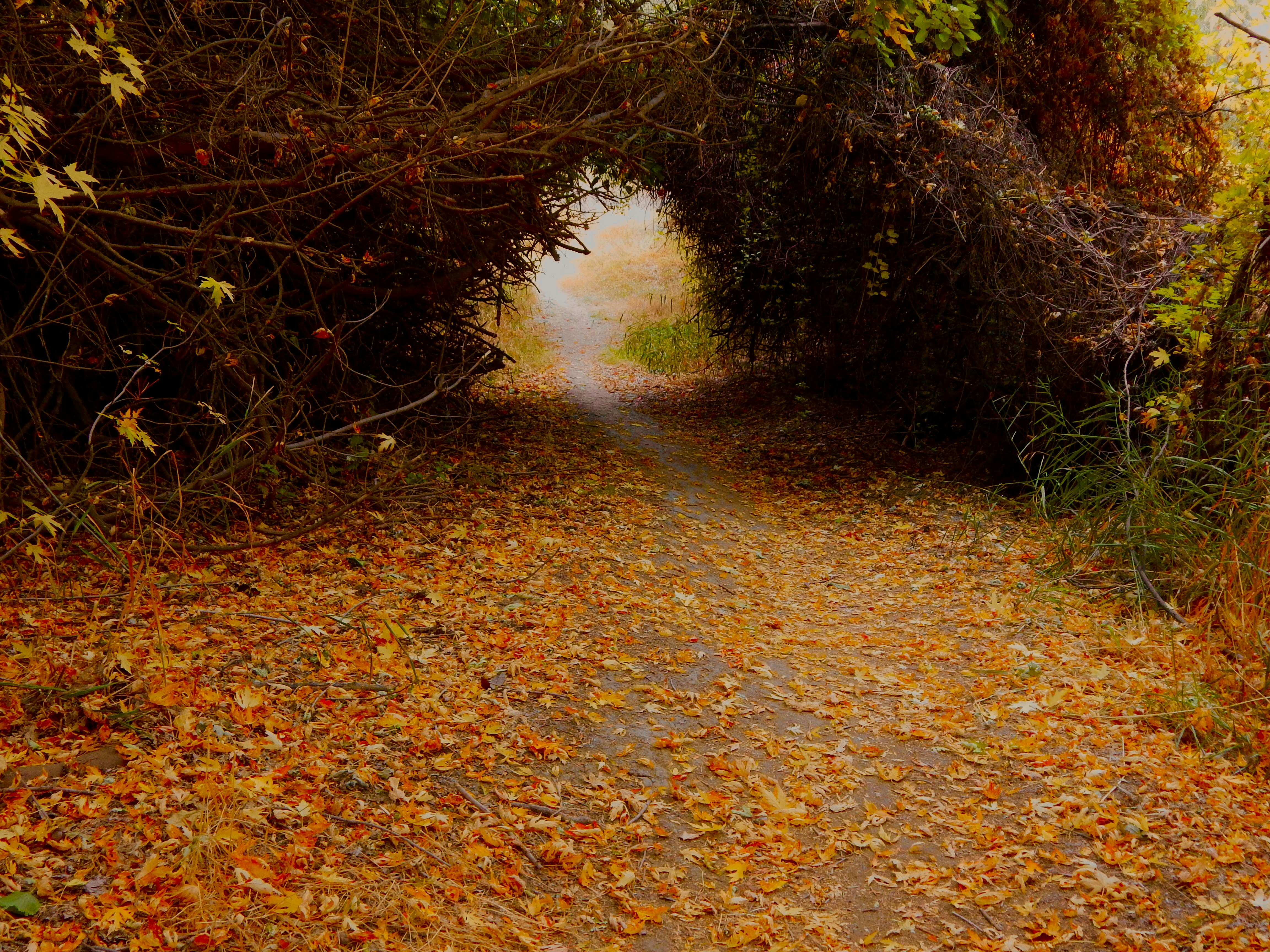 Sunlit autumn path framed by arched foliage, leaves carpeting the trail with warm hues; a quiet, misty exit point beckons at the tunnel ahead. Note: landscape scene.