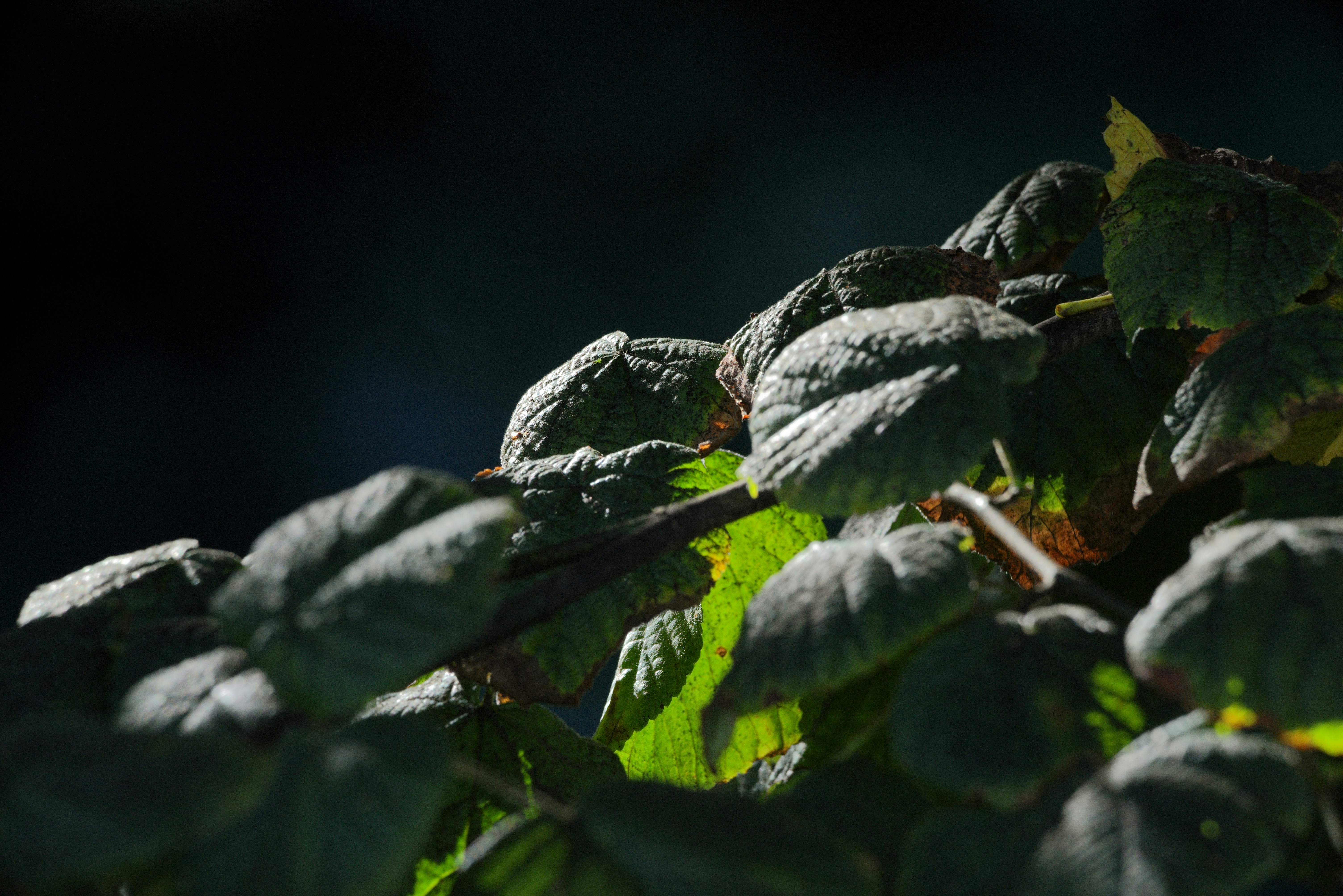 Backlit Greenery: A Close-Up of Veined Leaves in Dappled Light