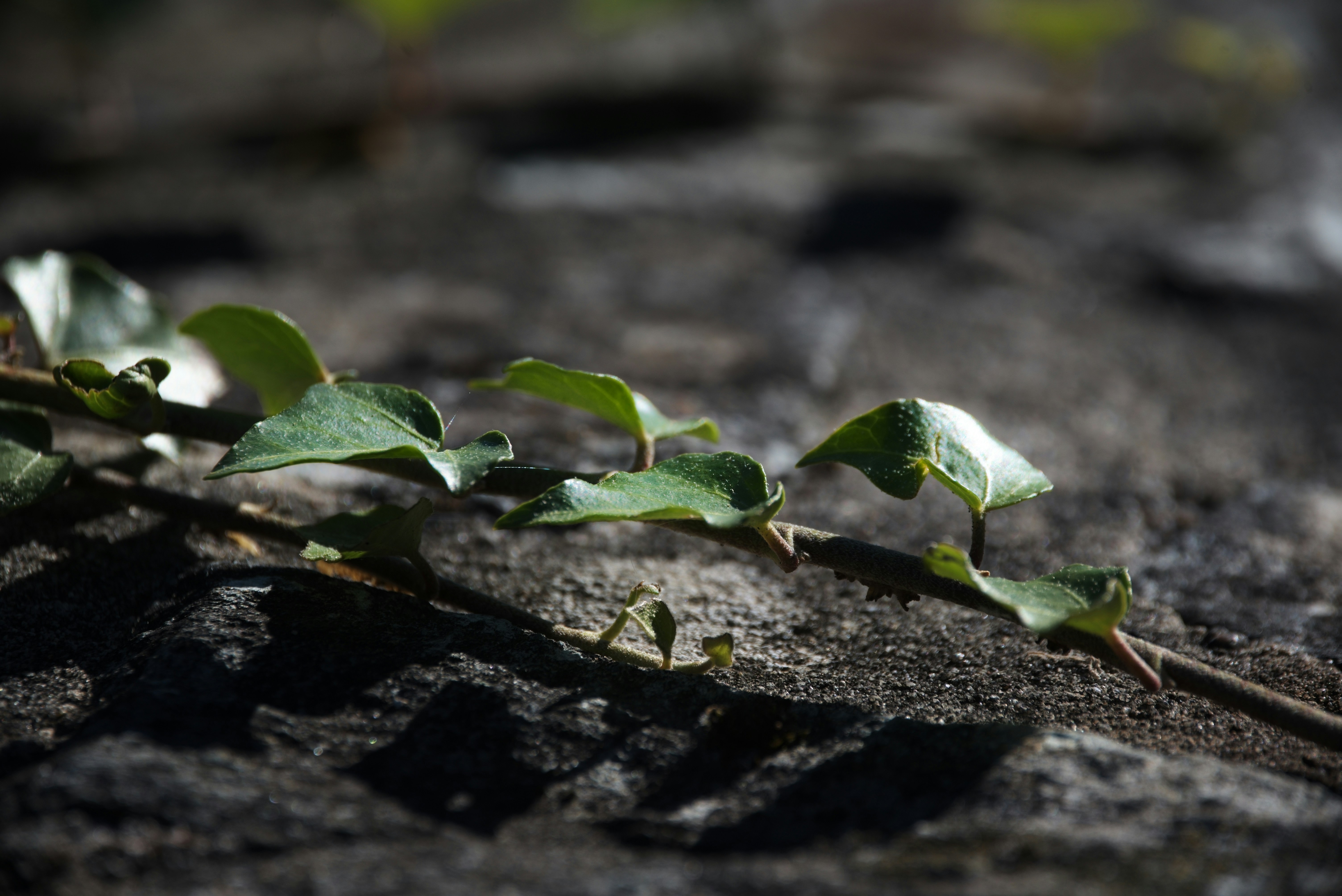 Green Vine on Rough Ground: A Close-Up of Resilient Leaves