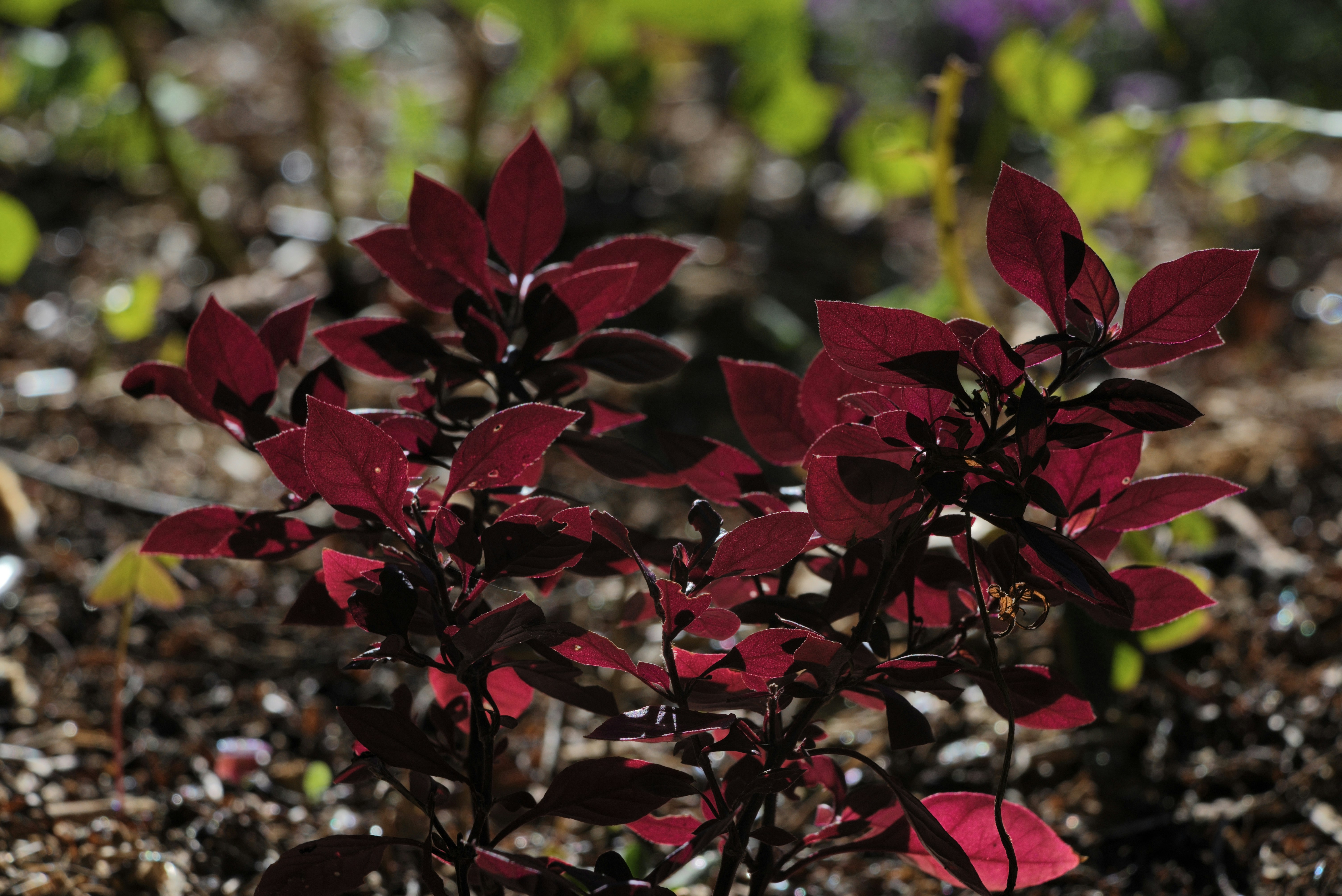 Crimson Foliage: A Quiet Boundary of Red Leaves in Dappled Shade