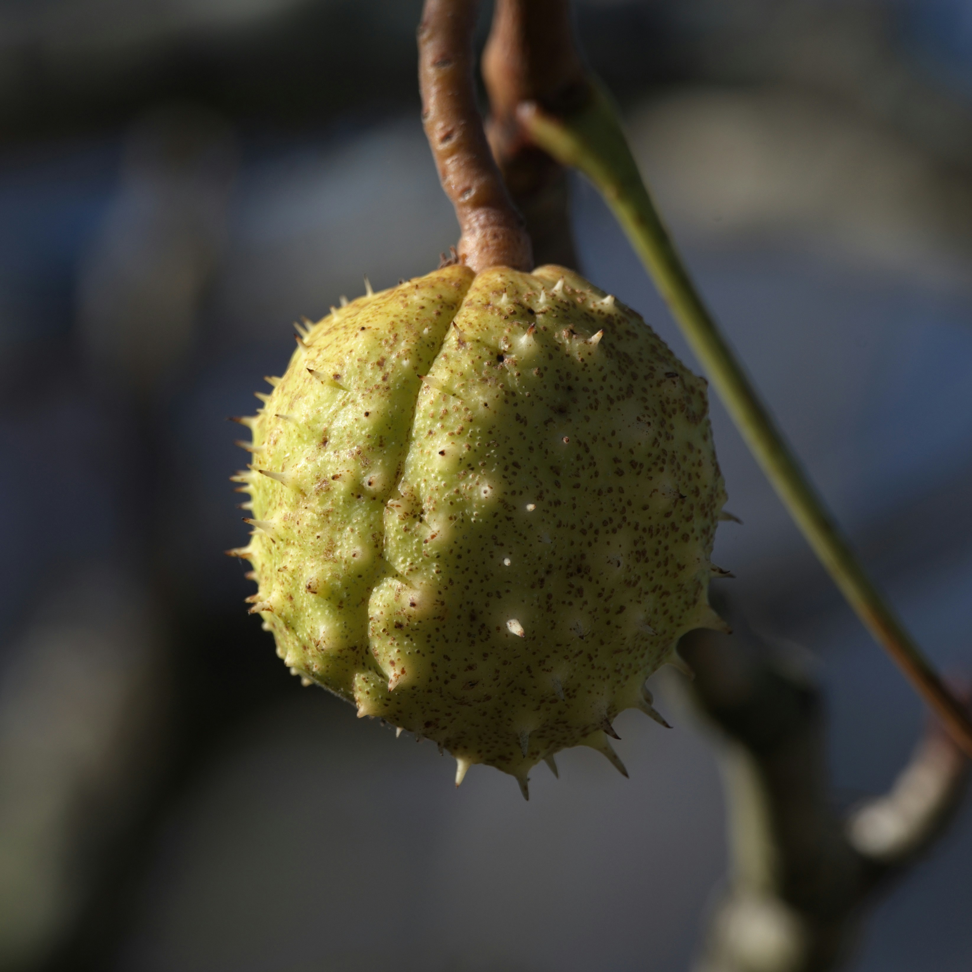 Unripe Chestnut in Sunlit Focus