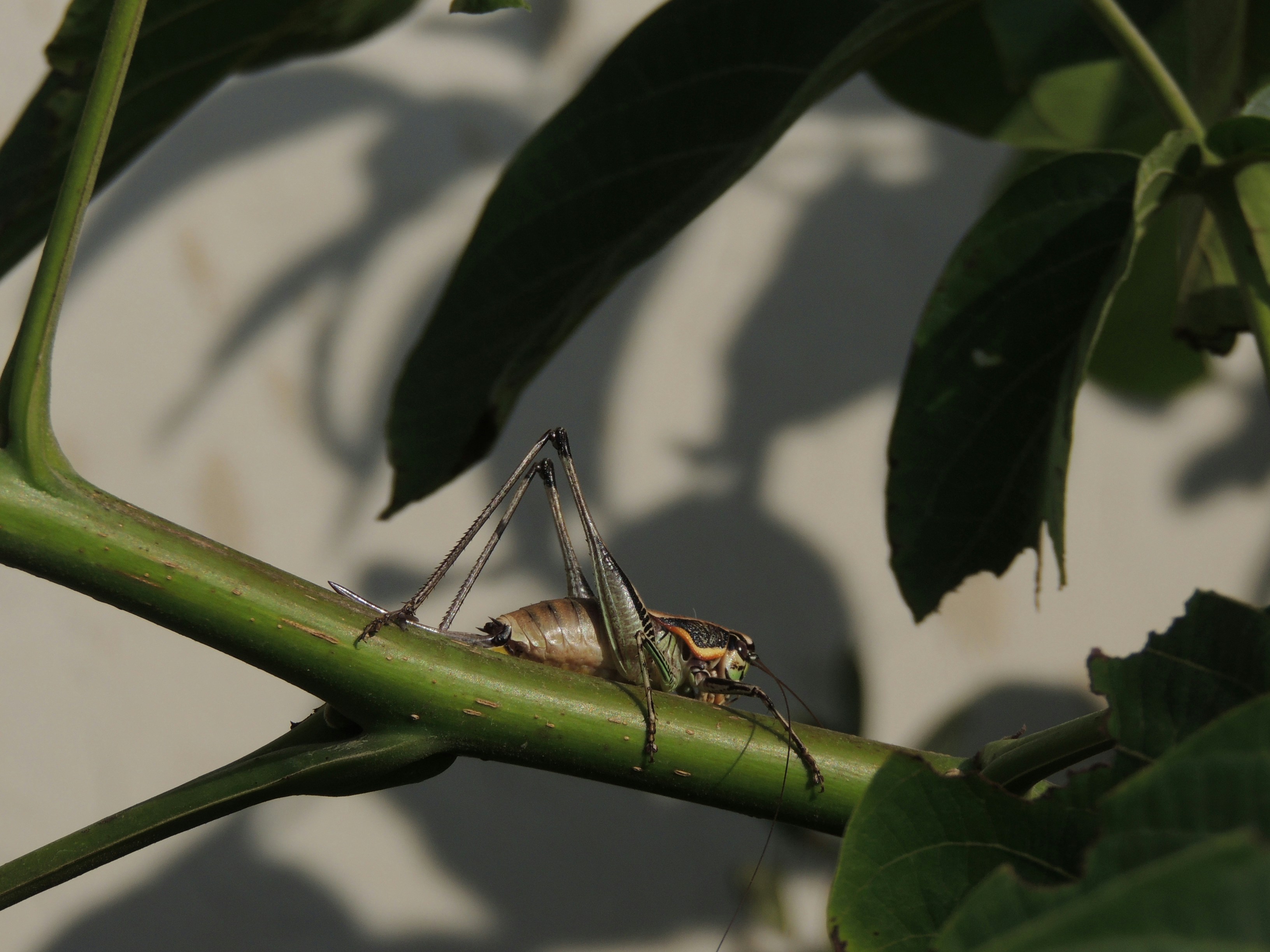 Crane Fly on a Green Stem: A Moment of Stillness