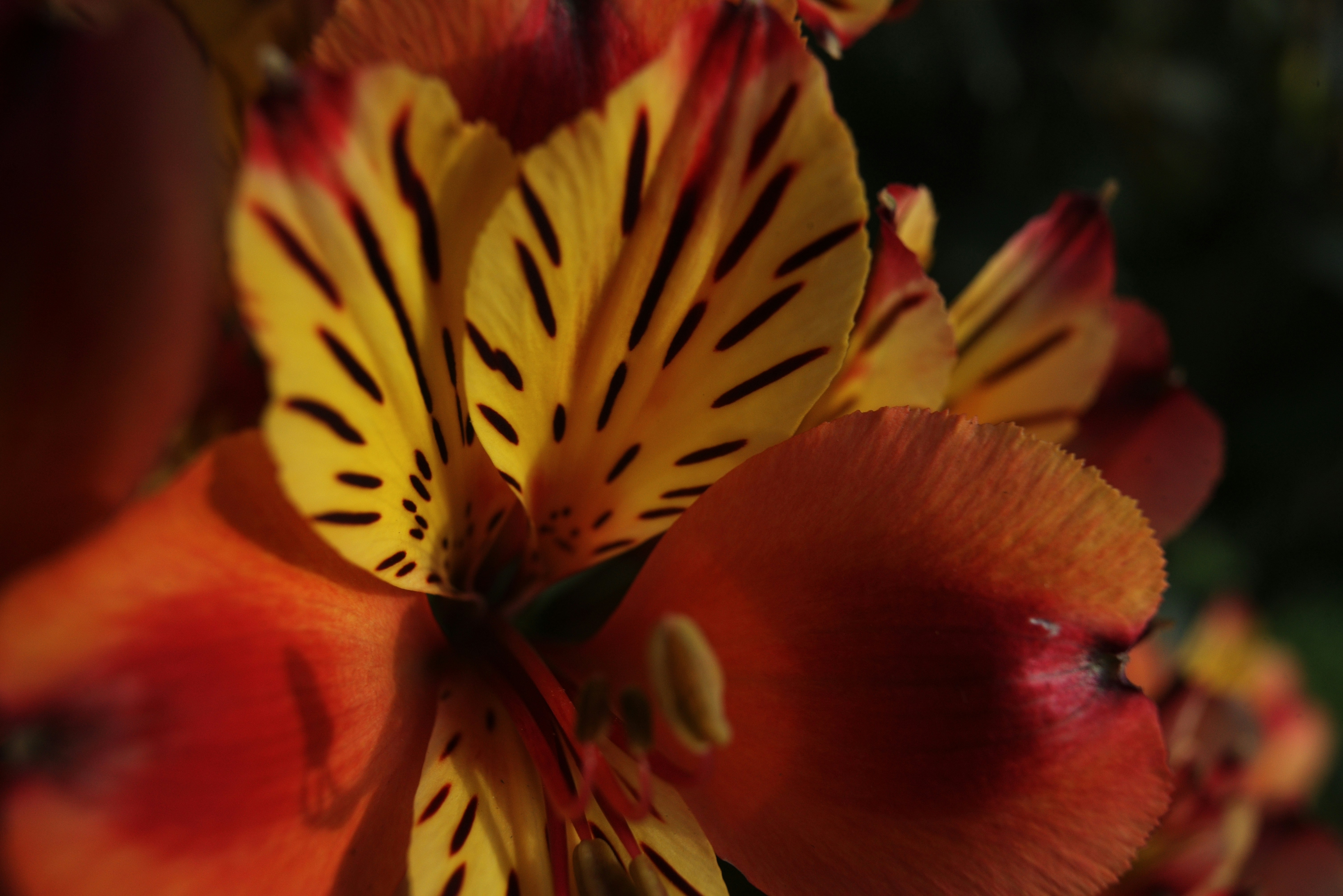 Petals Converge: A Burst of Red, Yellow, and Velvet Texture