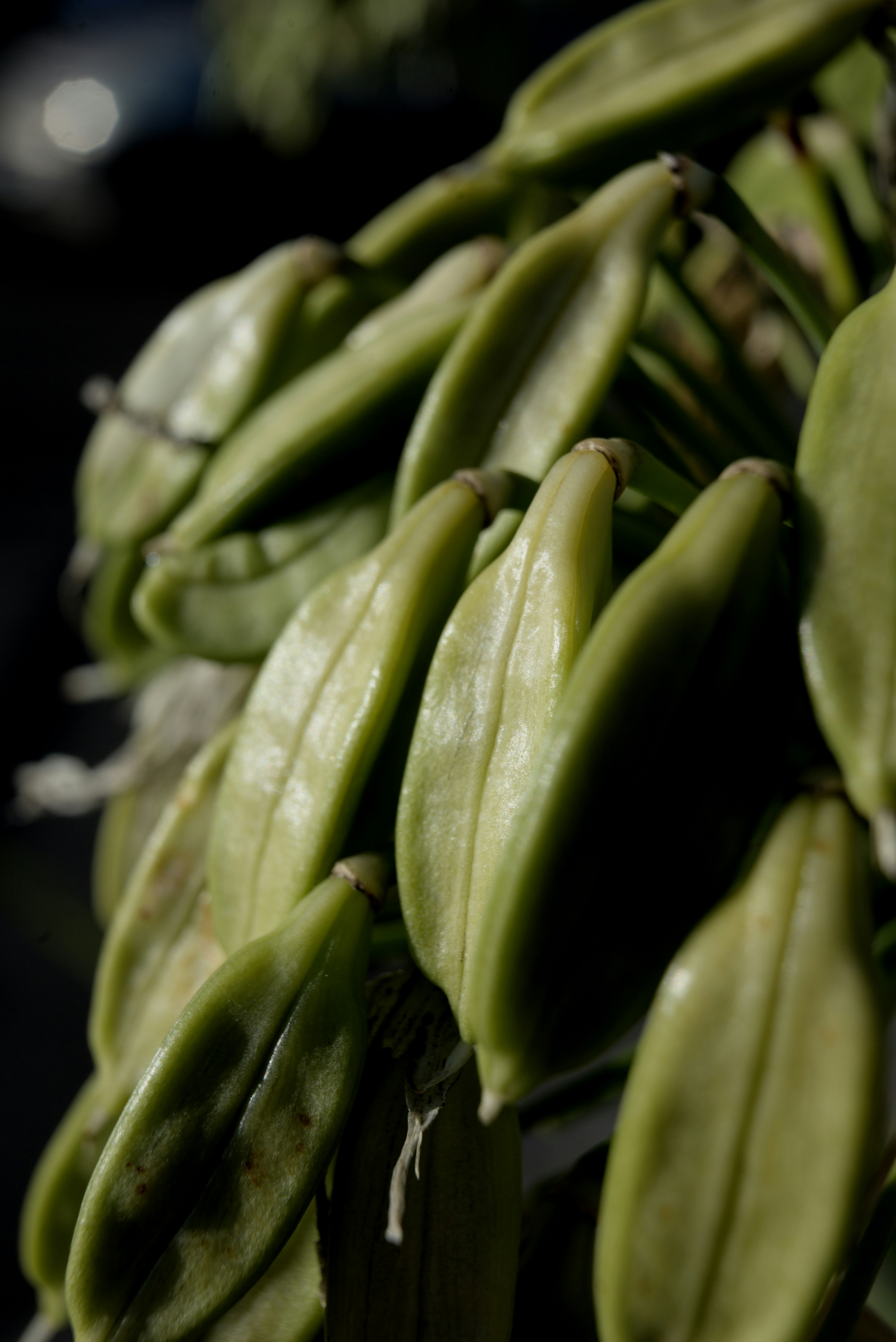 Close-up of a cluster of green pods or beans with soft backlighting and shallow depth of field, highlighting curved textures and smooth surfaces.
