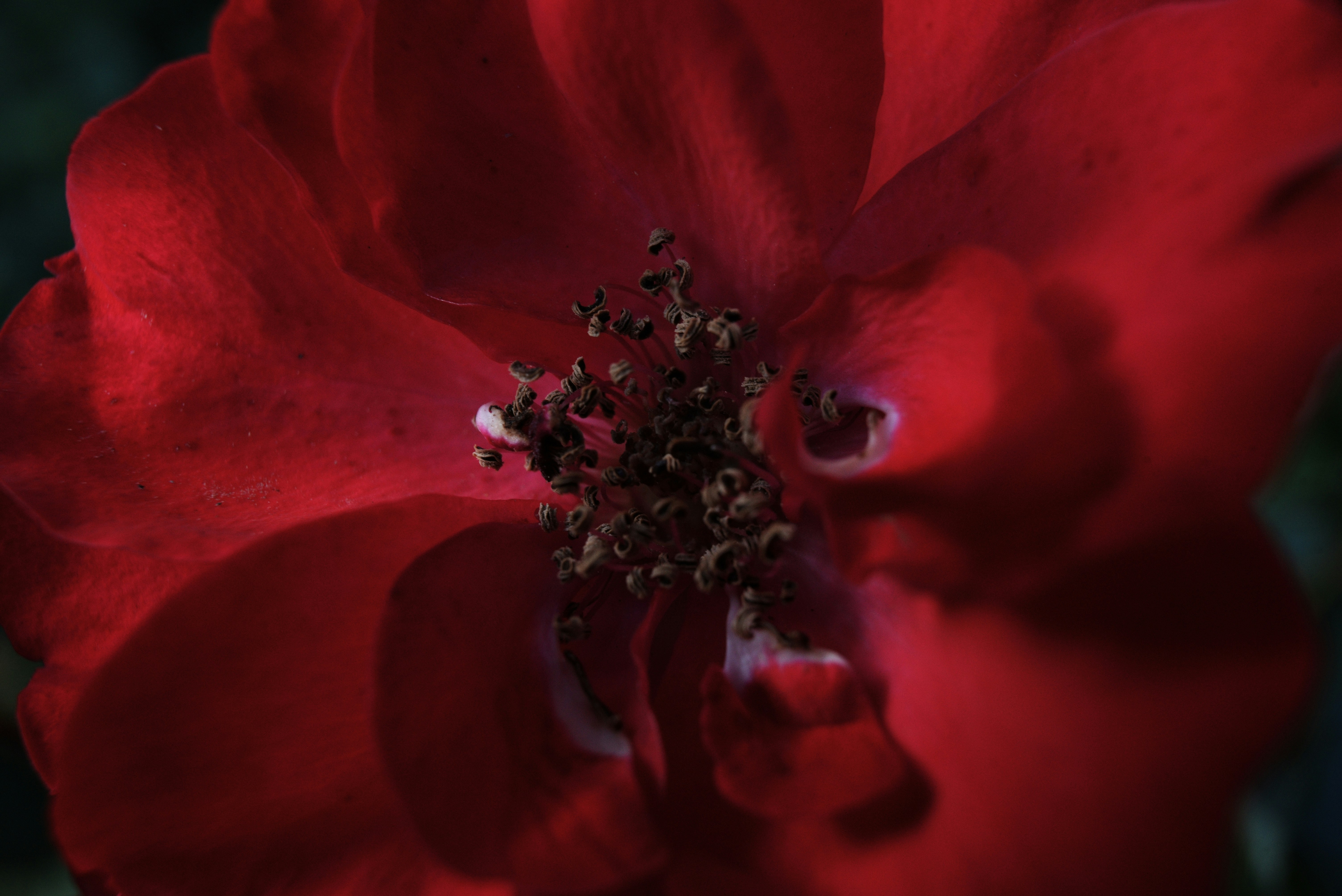 Crimson Bloom: A Macro Study of Petals and Stamen