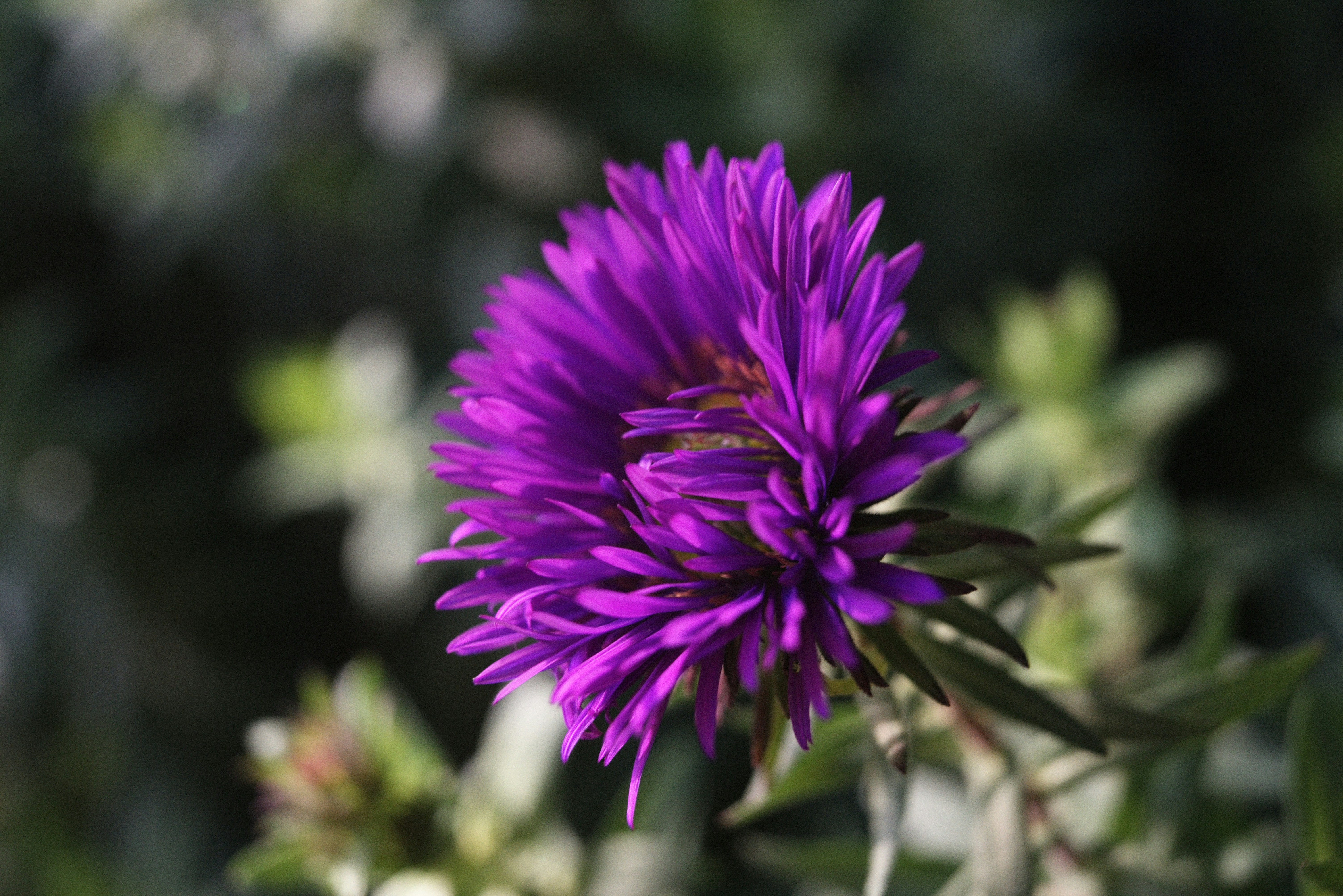 Vivid Violet Bloom Anchored in Soft Green Blur