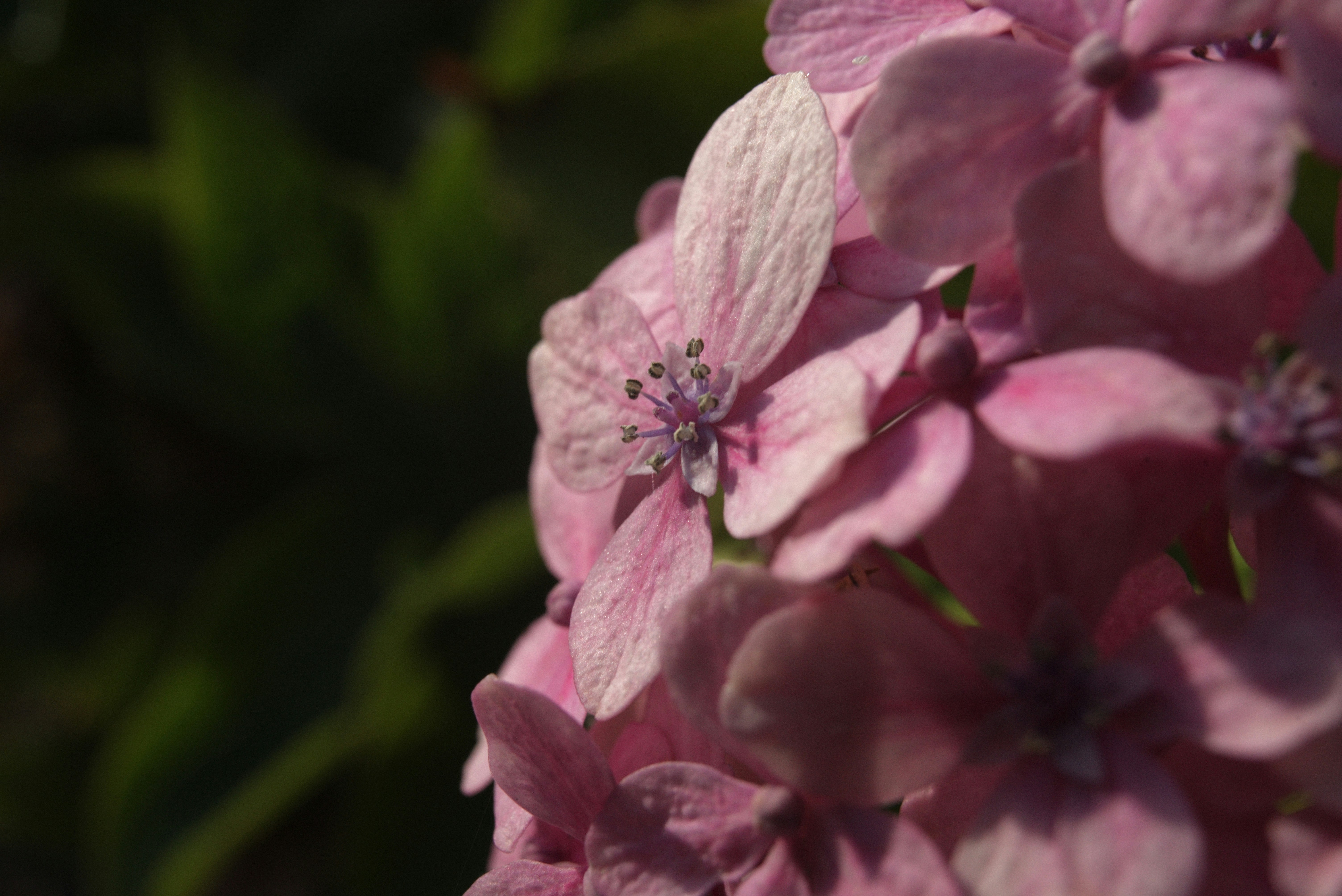 Soft Pink Hydrangea Petals in Dappled Shade