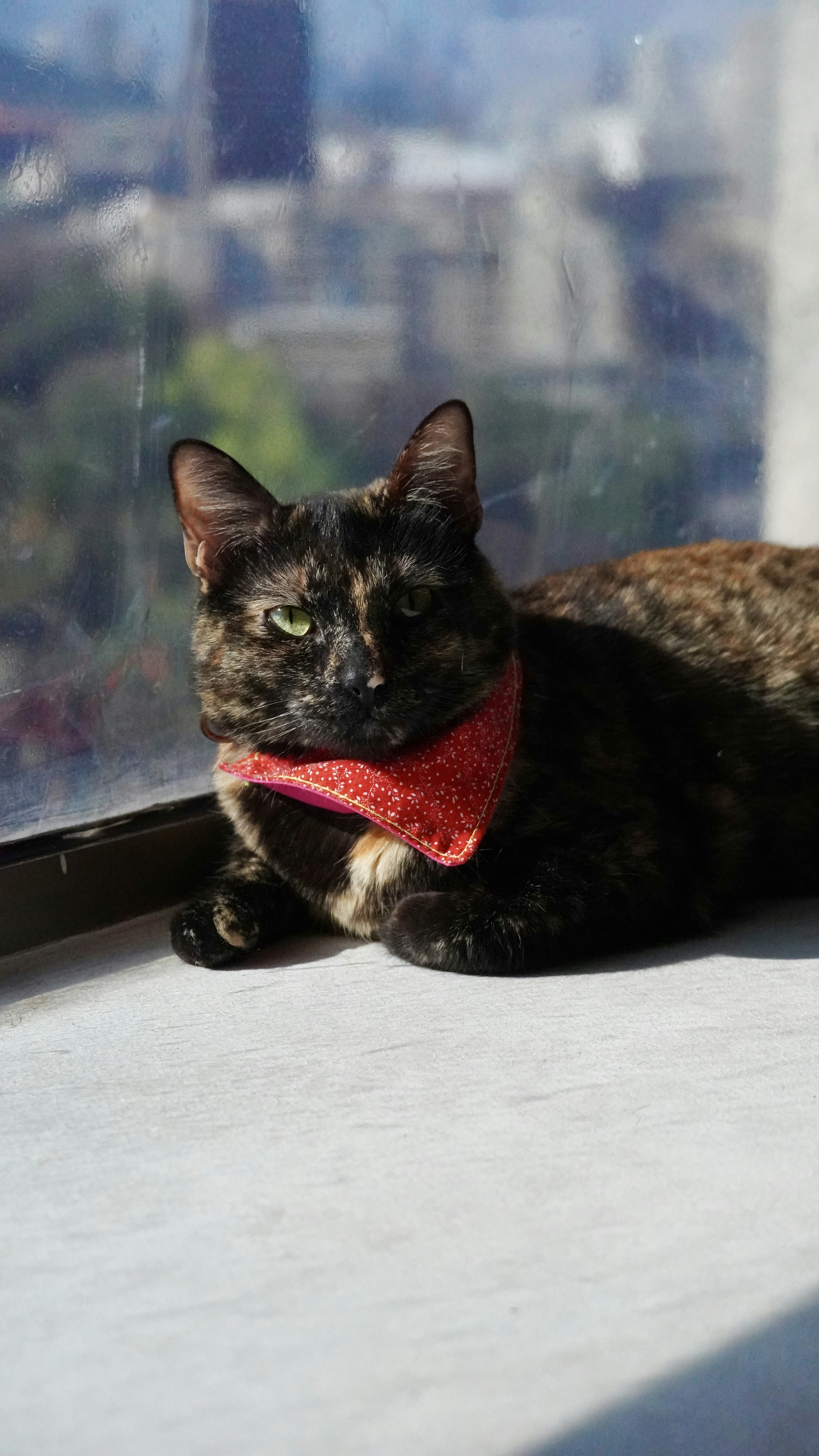 Sidelit Whiskers: A Cat Lounges in Window Light