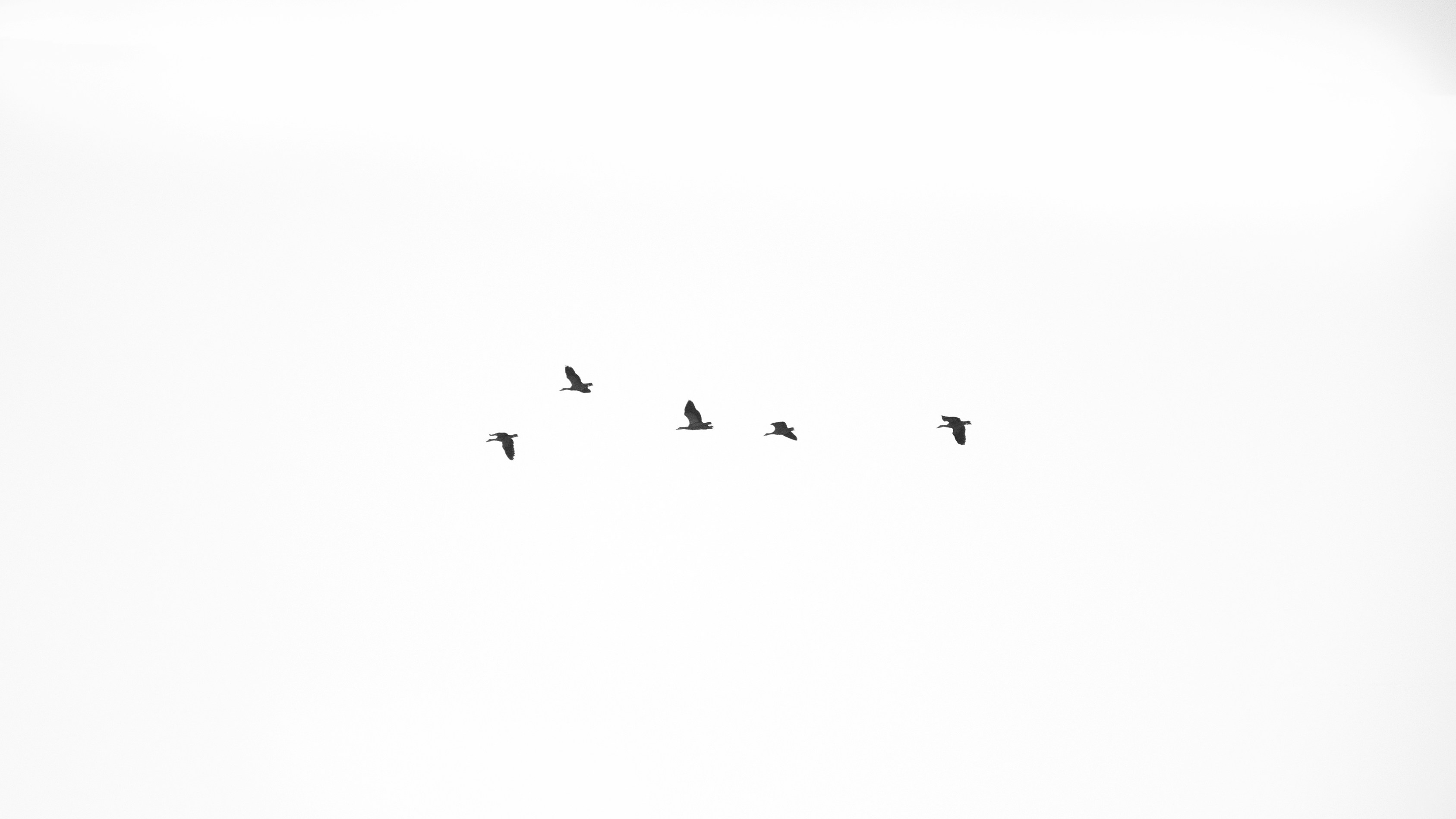 Minimalist scene of five birds in a pale sky, forming a loose flock as they glide through the air. A stark, airy composition emphasizing negative space.