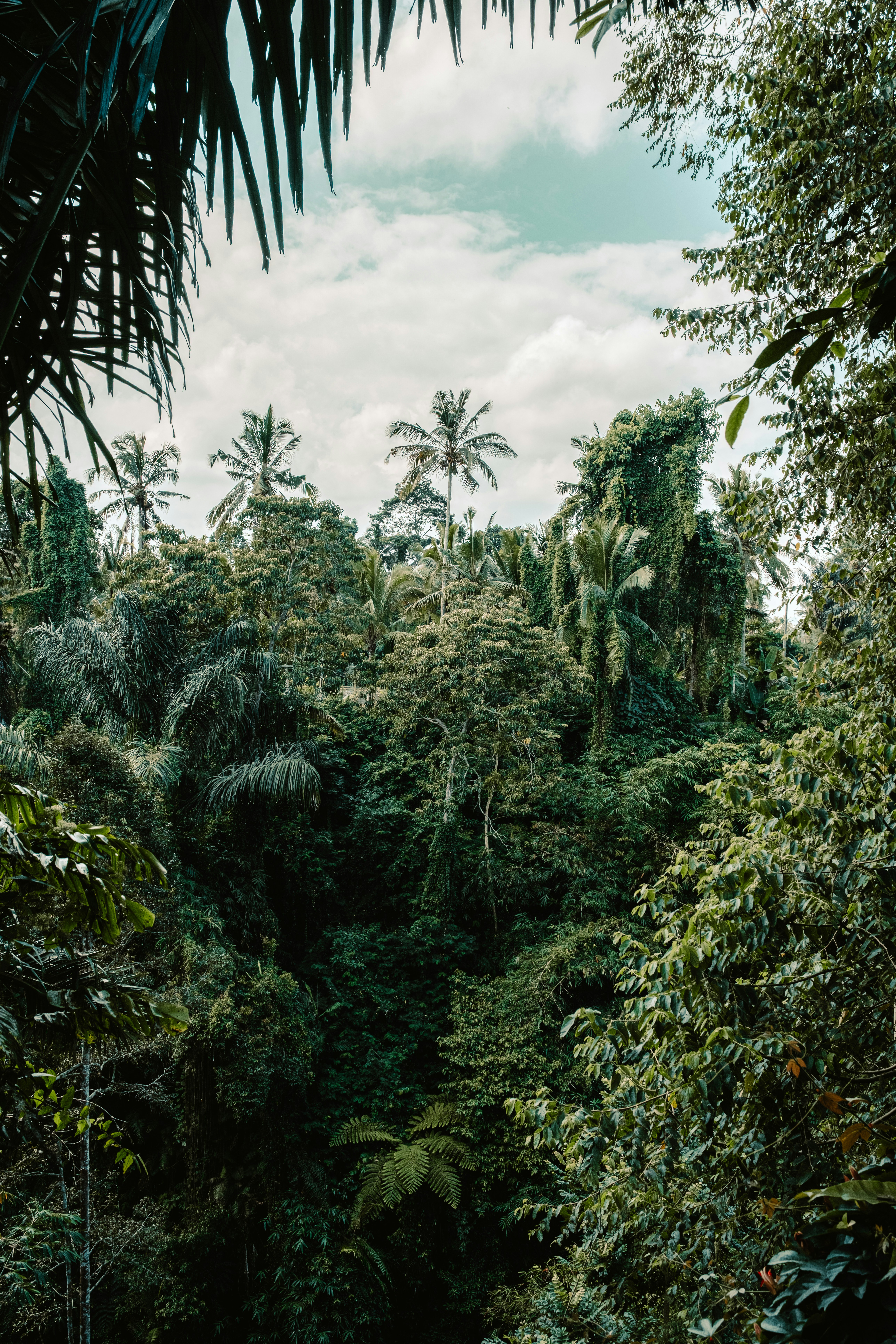 Canopy Echoes: A Verdant Valley Hidden Beneath Dense Foliage
