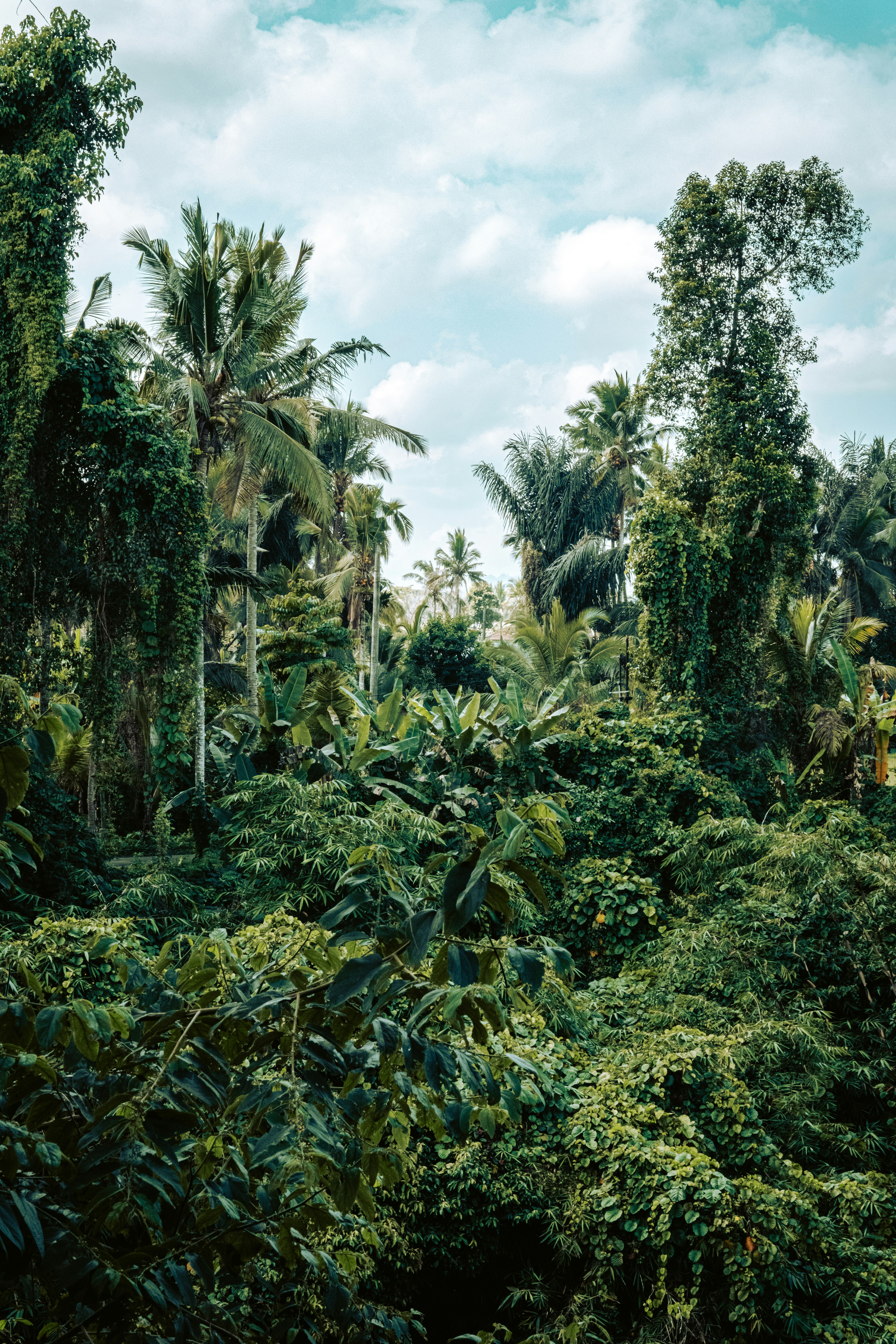 Verdant Canopy: A Quiet Terrace of Tropical Foliage