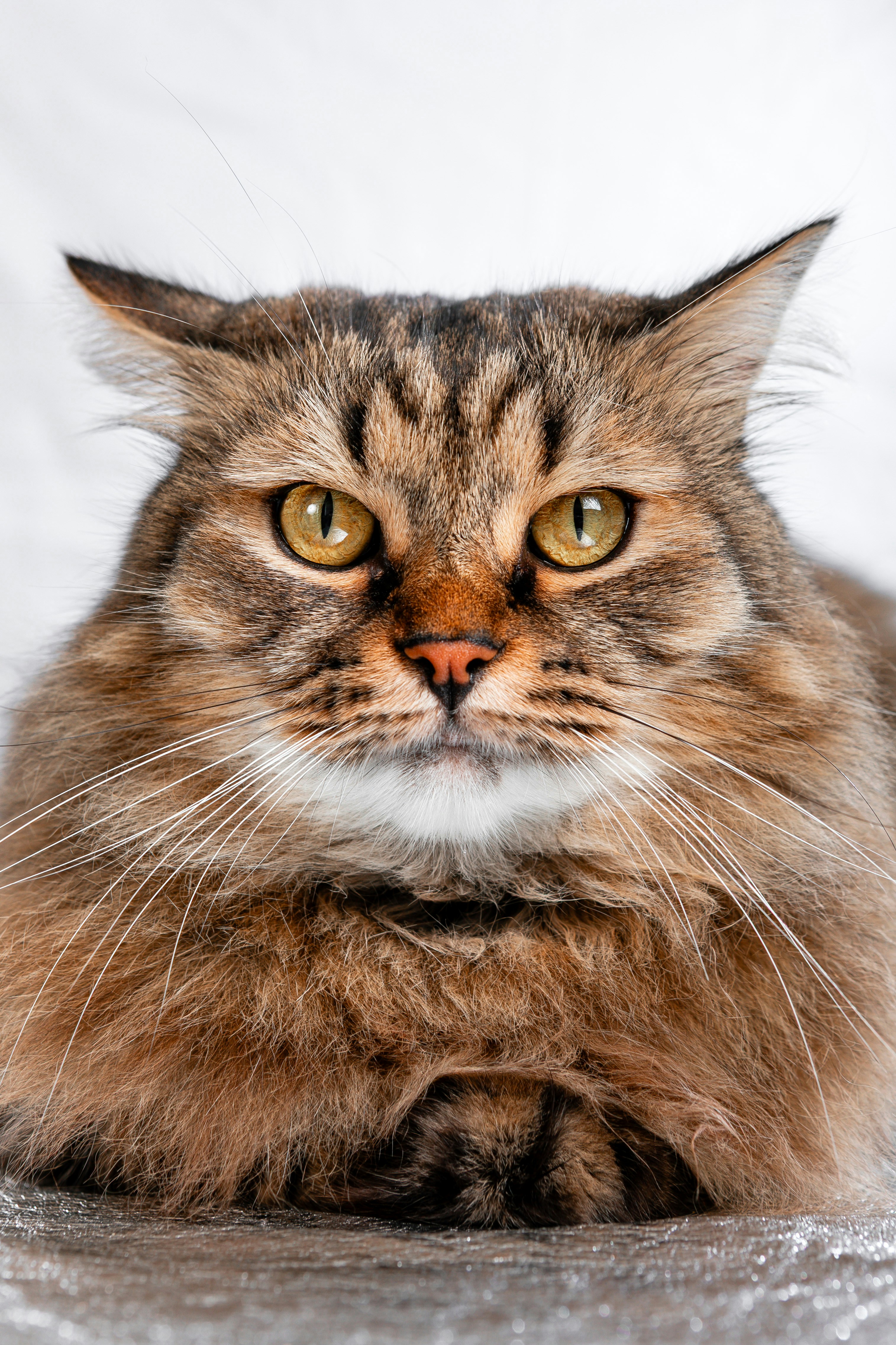 Direct Gaze: The Focused Feline