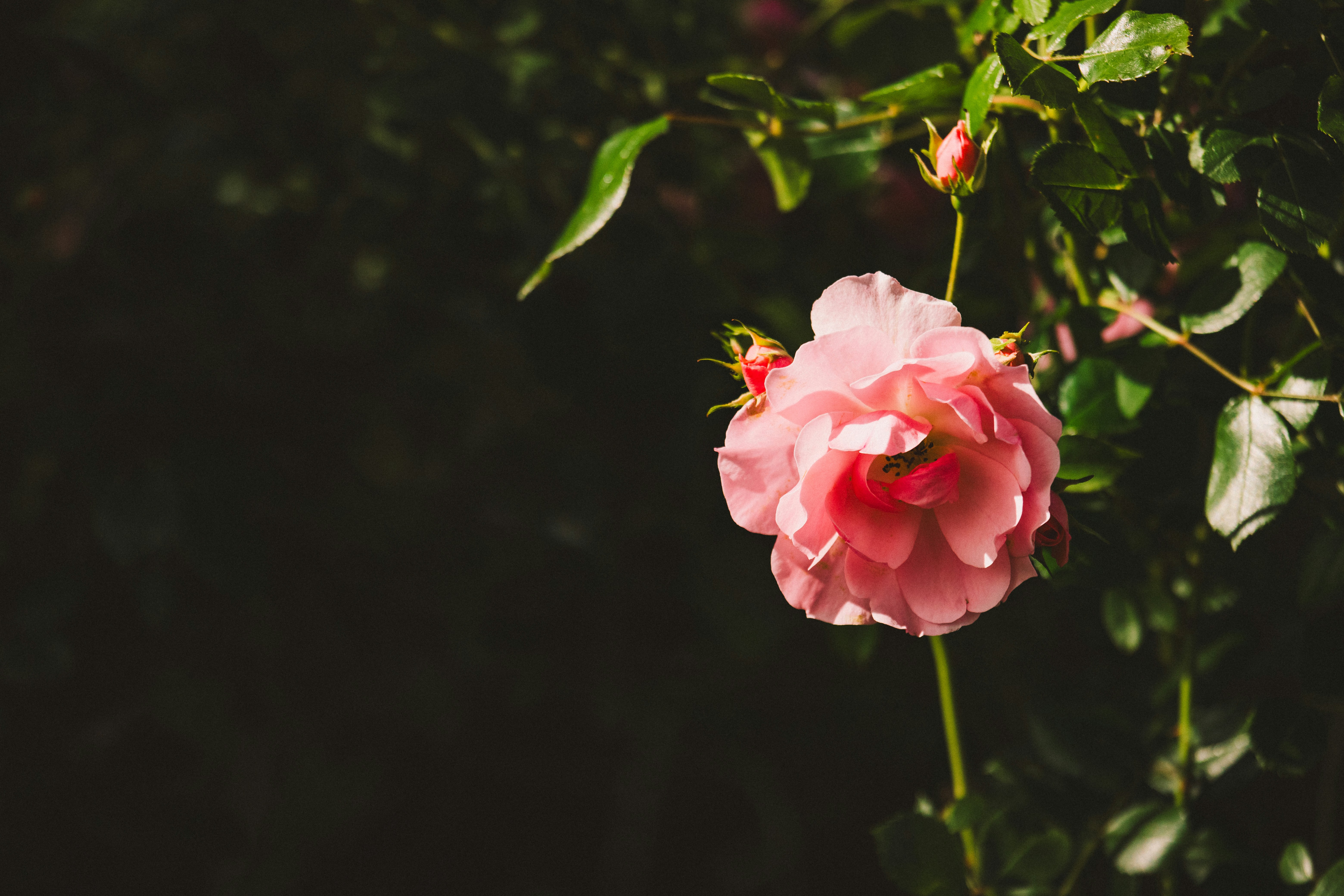 Soft Rose in Dappled Shade: A Peachy Bloom with Velvet Petals