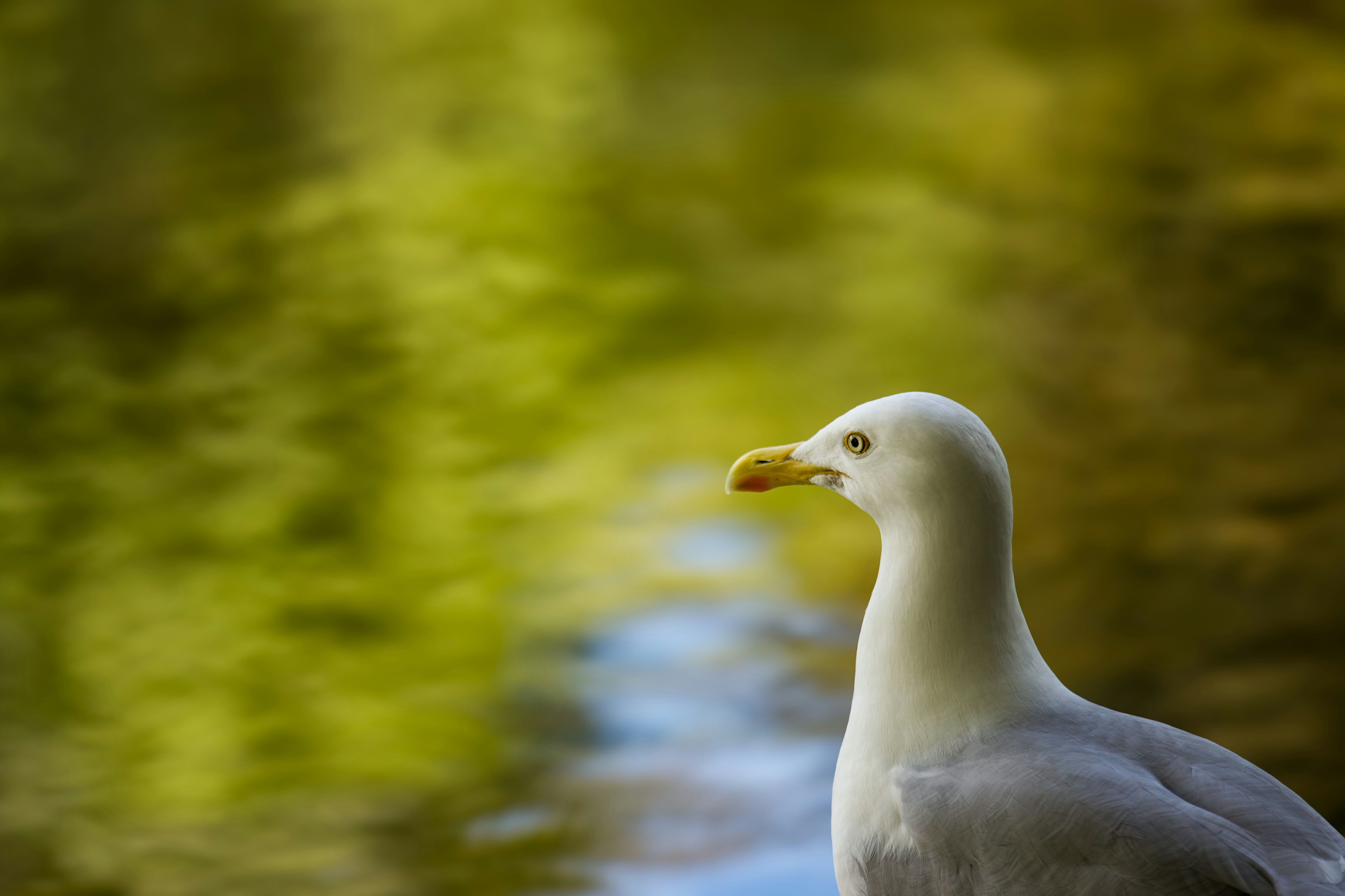 Seaborn Sentinel: A Seagull Pausing by Glassy Water