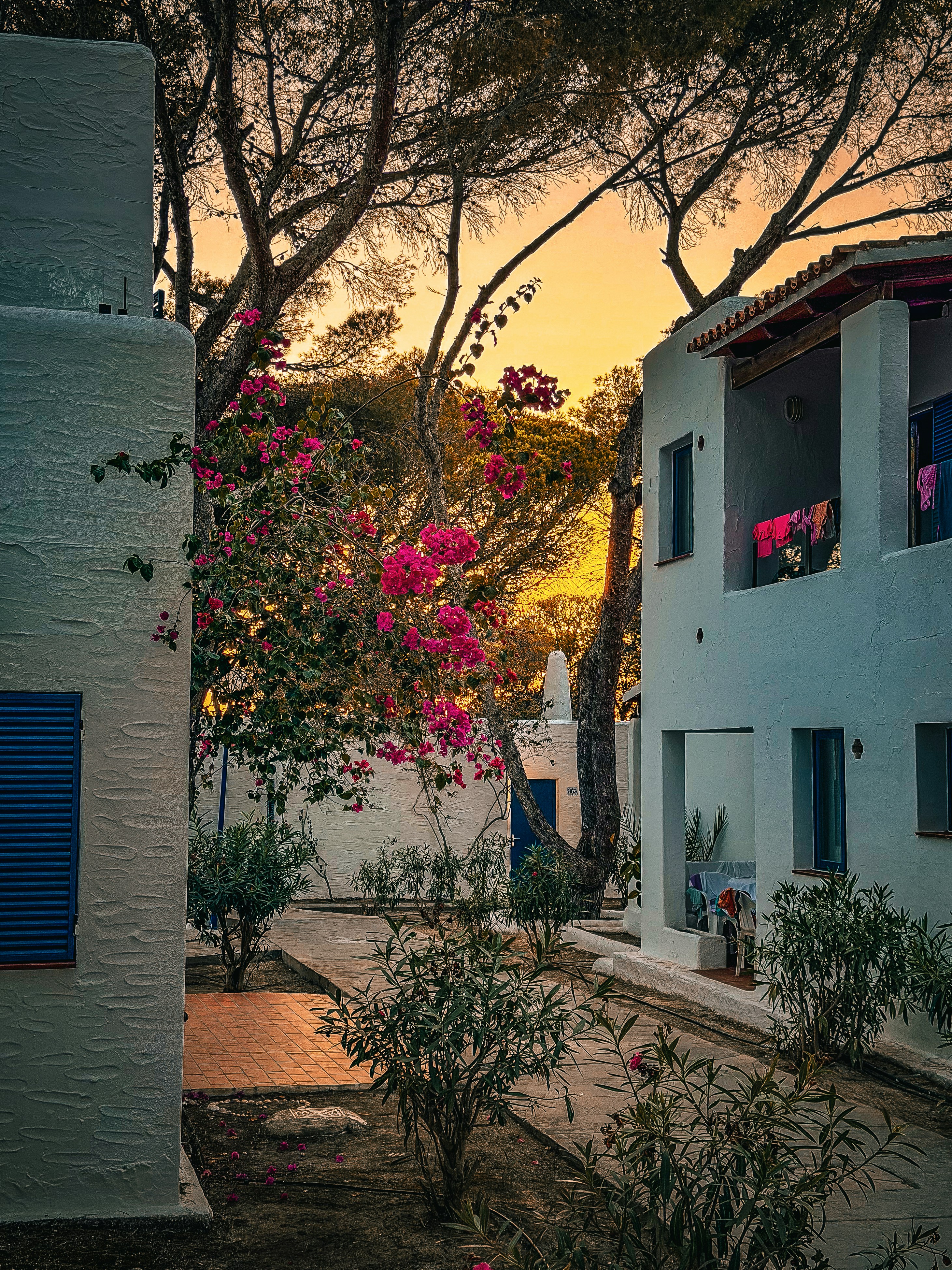 Sunlit Courtyard with Bougainvillea Between Quiet white and blue Homes