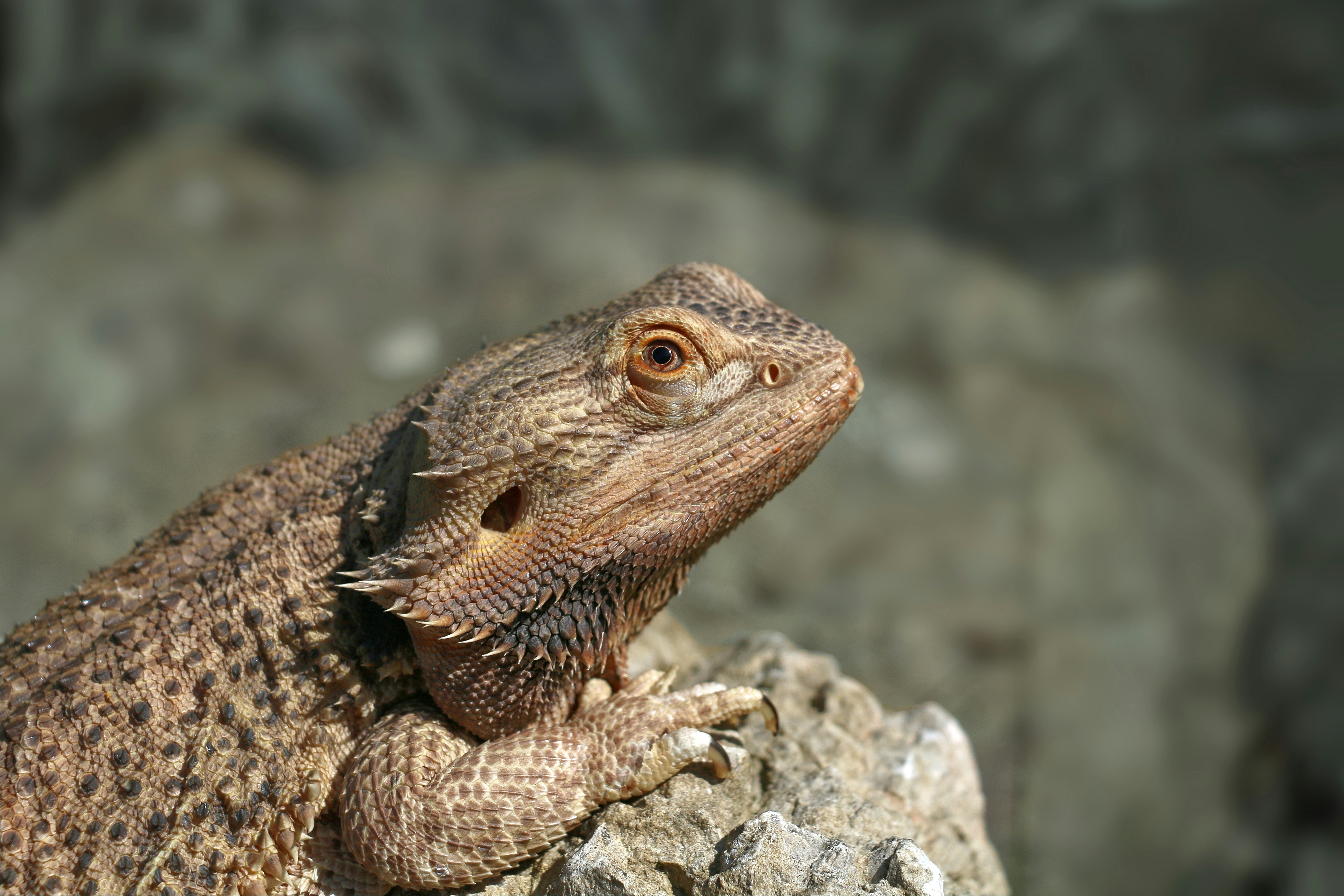 Bearded Vigil: A Close-Up of an Ember-Scaled Eyes