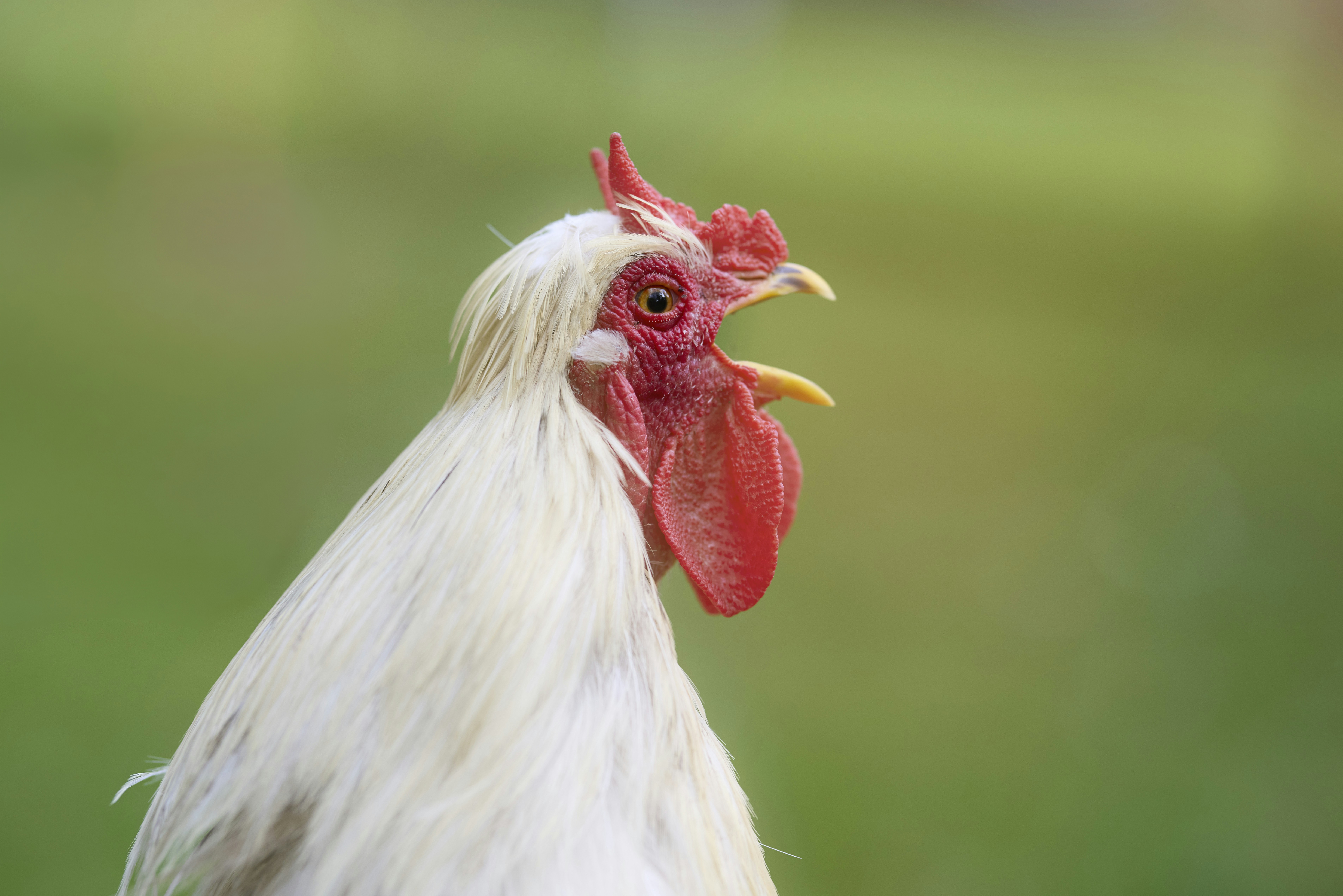 Cropped portrait of a white-crested rooster with red comb and pale beak against a soft green background.