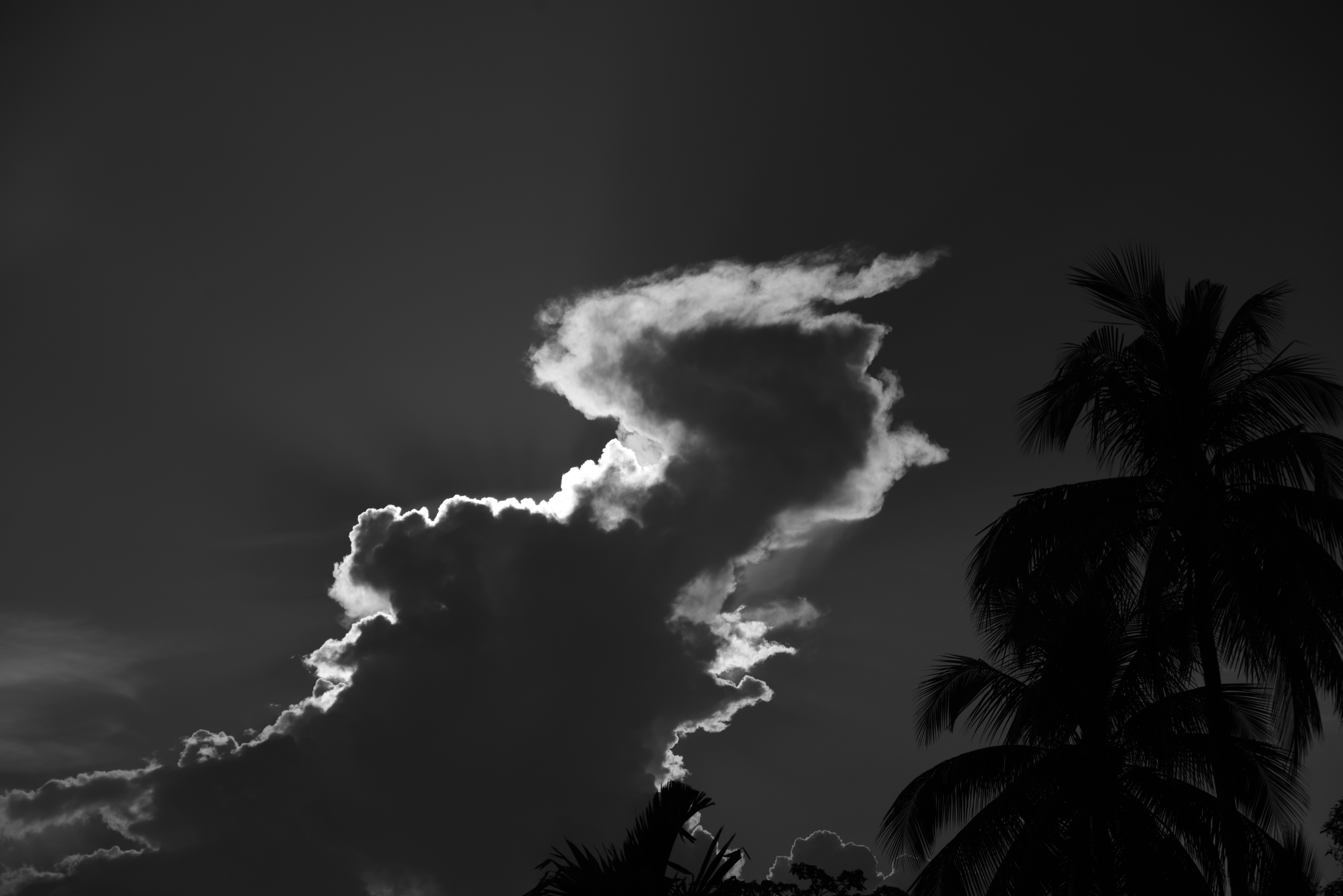A backlit cloud with a bright silver lining above dark palm tree silhouettes