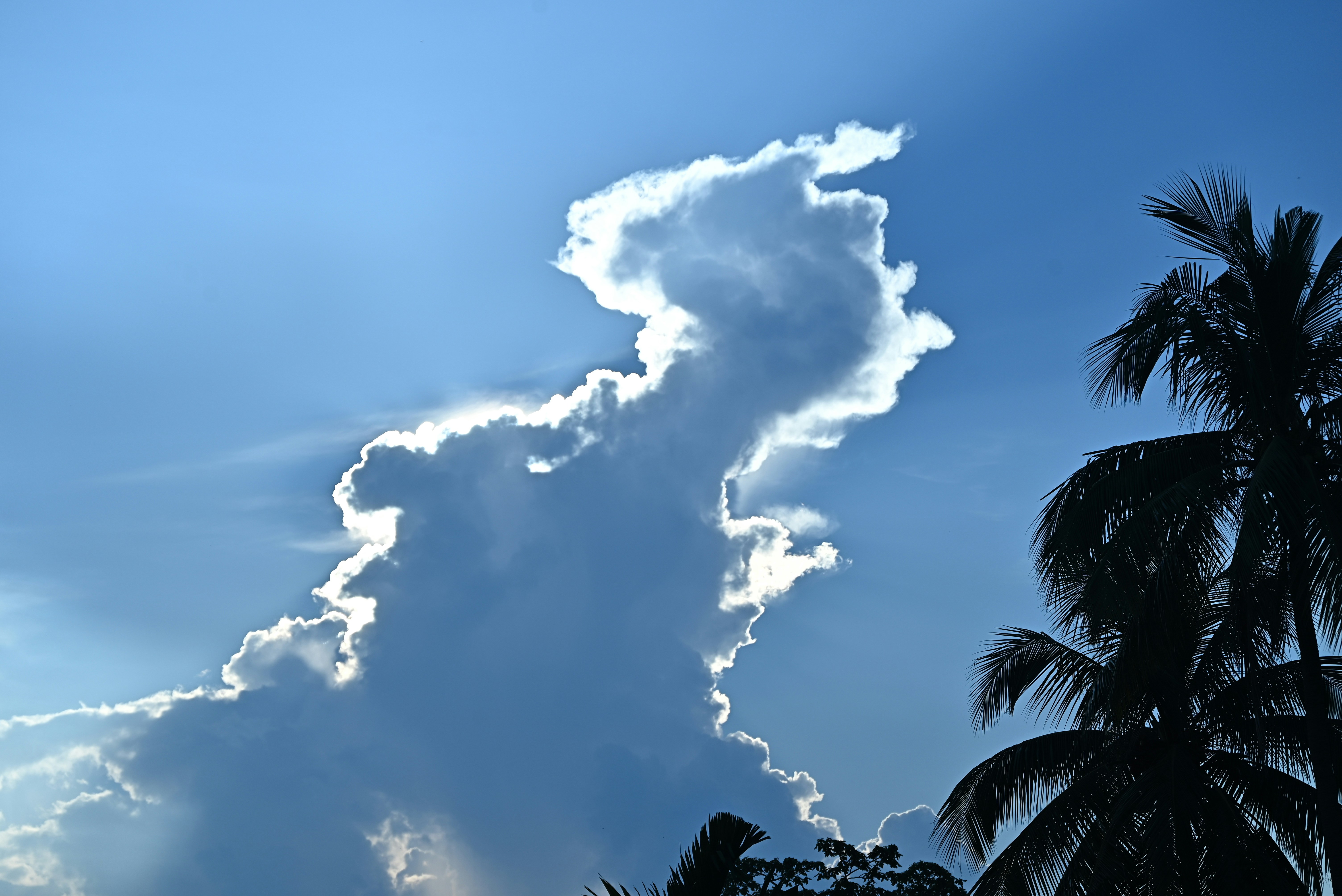 Cumulus Crown Over Palm Silhouette