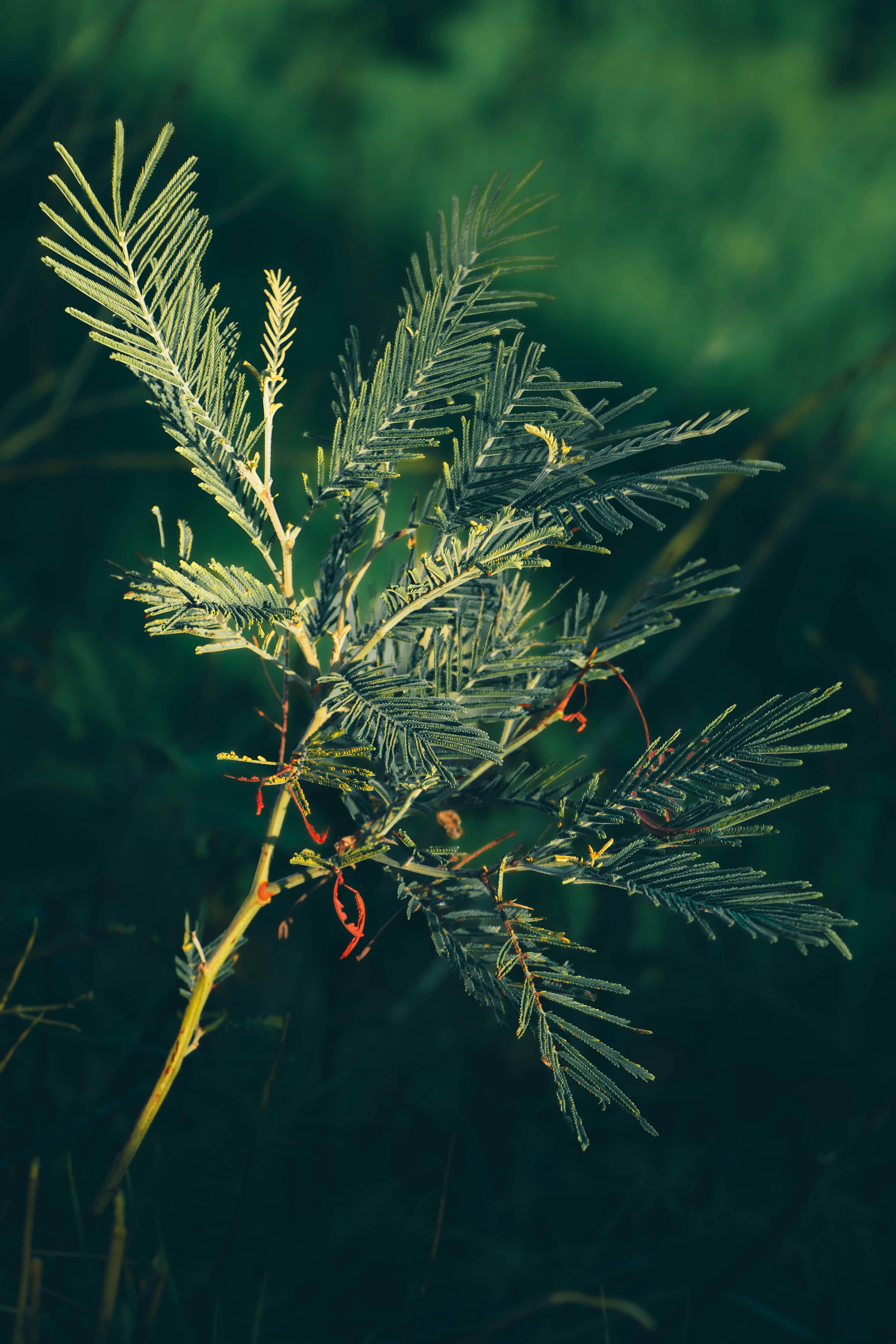 Sunlit fern spray: a close-up of emerald fronds against a moody green backdrop