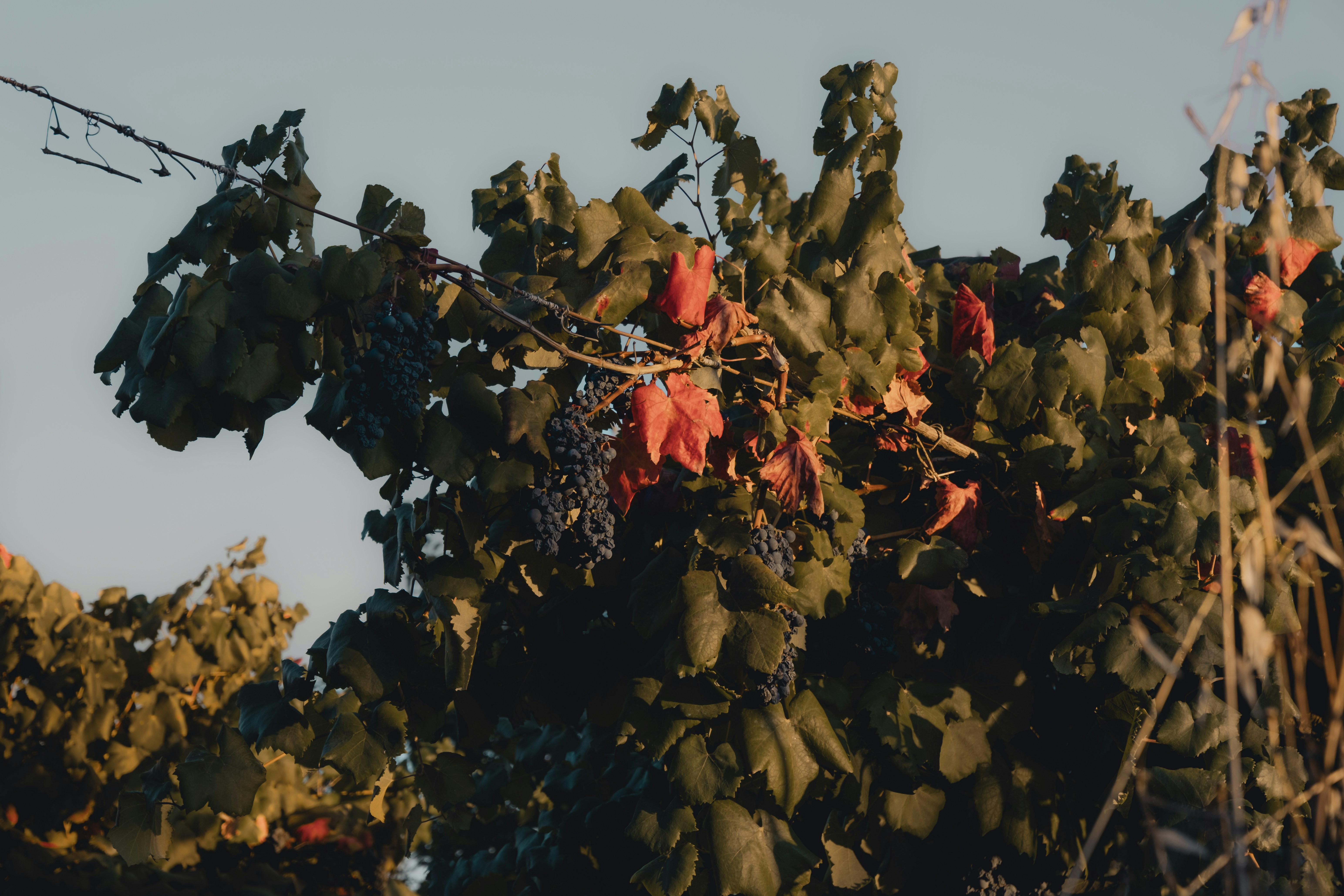 Sunlit Vineyard Canopy: Grapevines at Golden Hour