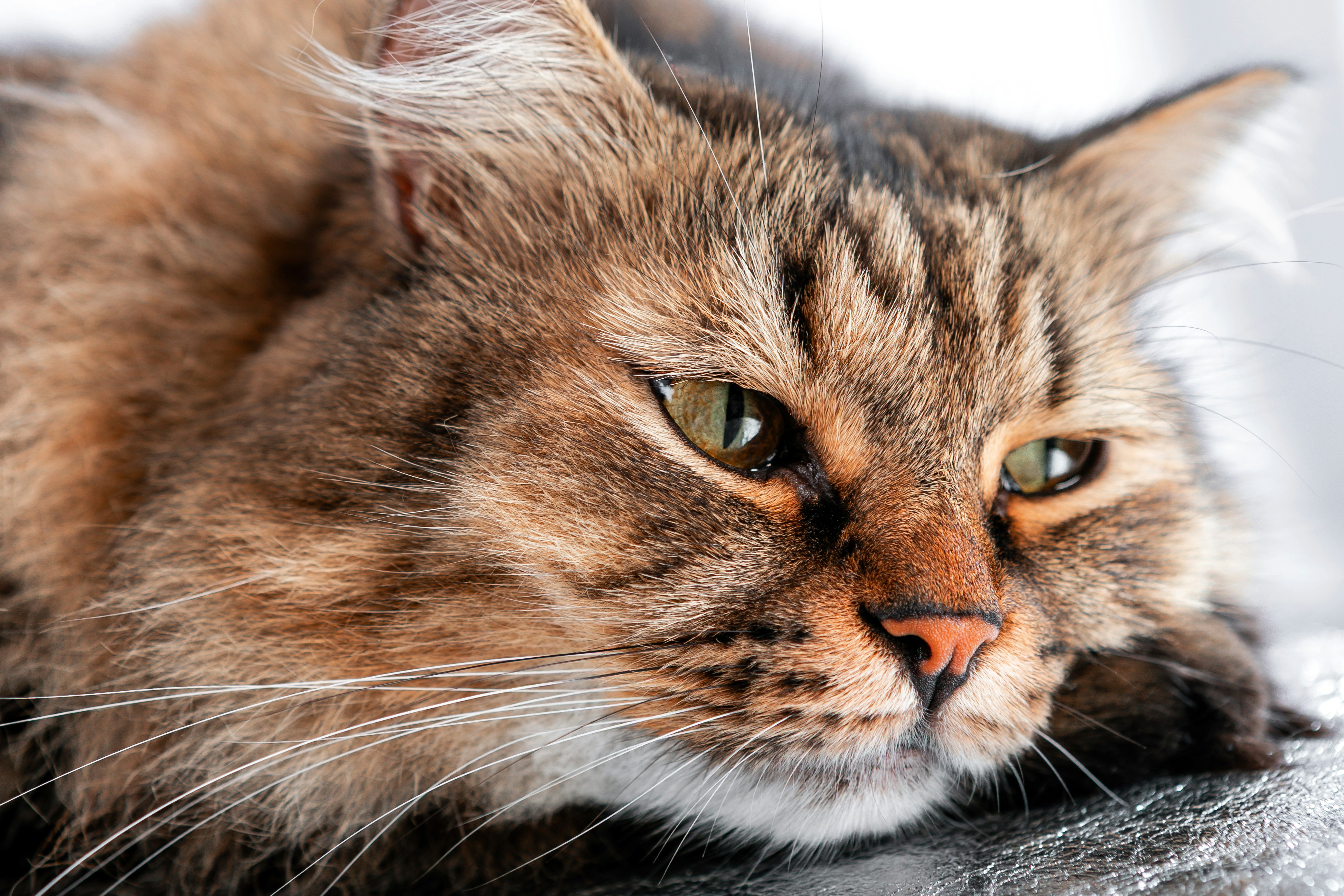 Close-up of a fluffy cat resting its chin with a calm gaze and soft fur texture.