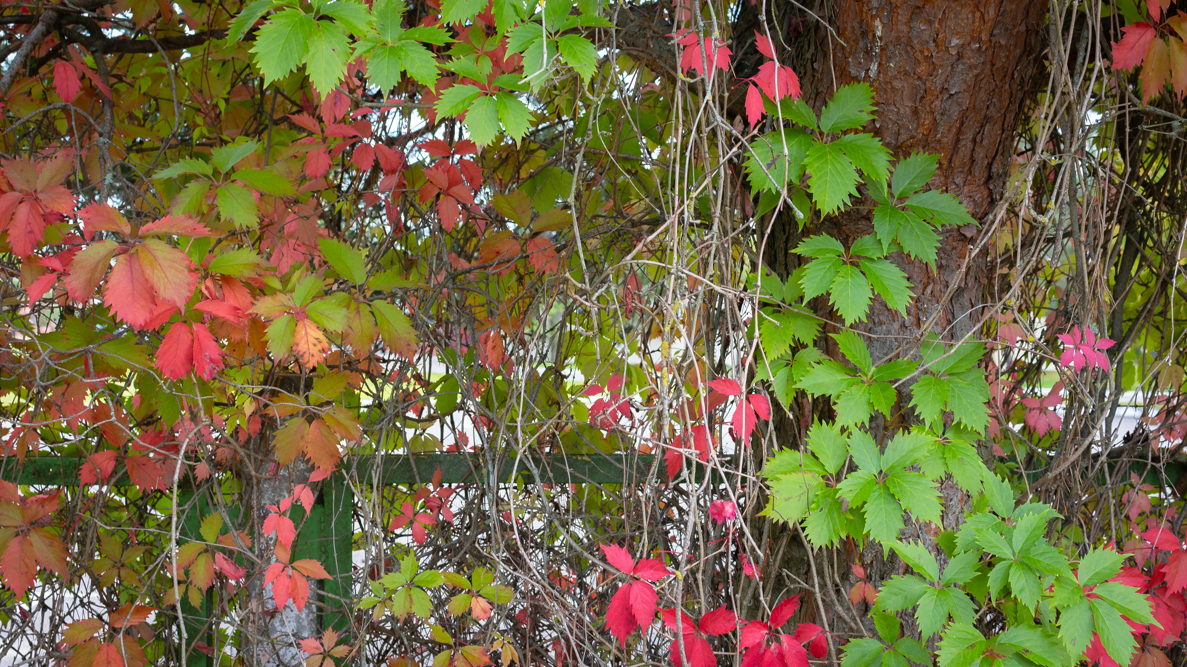 Autumn Ivy Veil: Green, Red, and Gold in the Sunlit Foliage