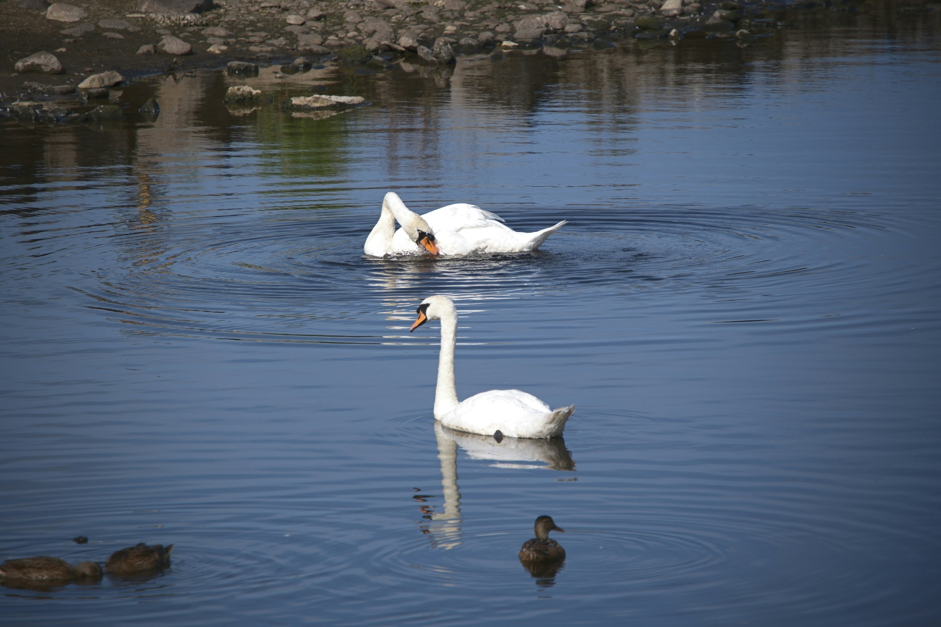 Two swans drift on a glassy lake beneath a quiet shoreline