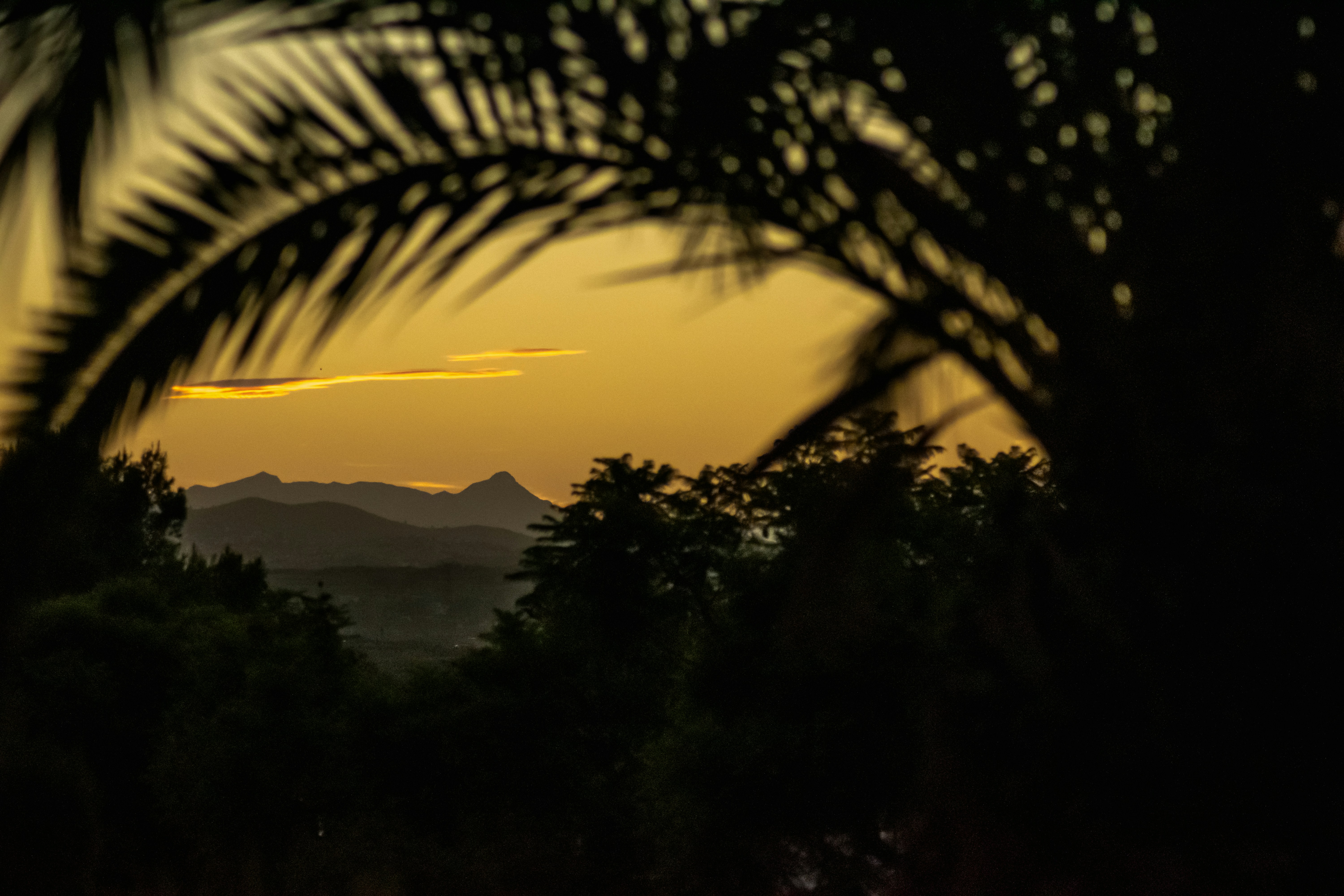 Silhouetted Foliage Framing a Golden Horizon