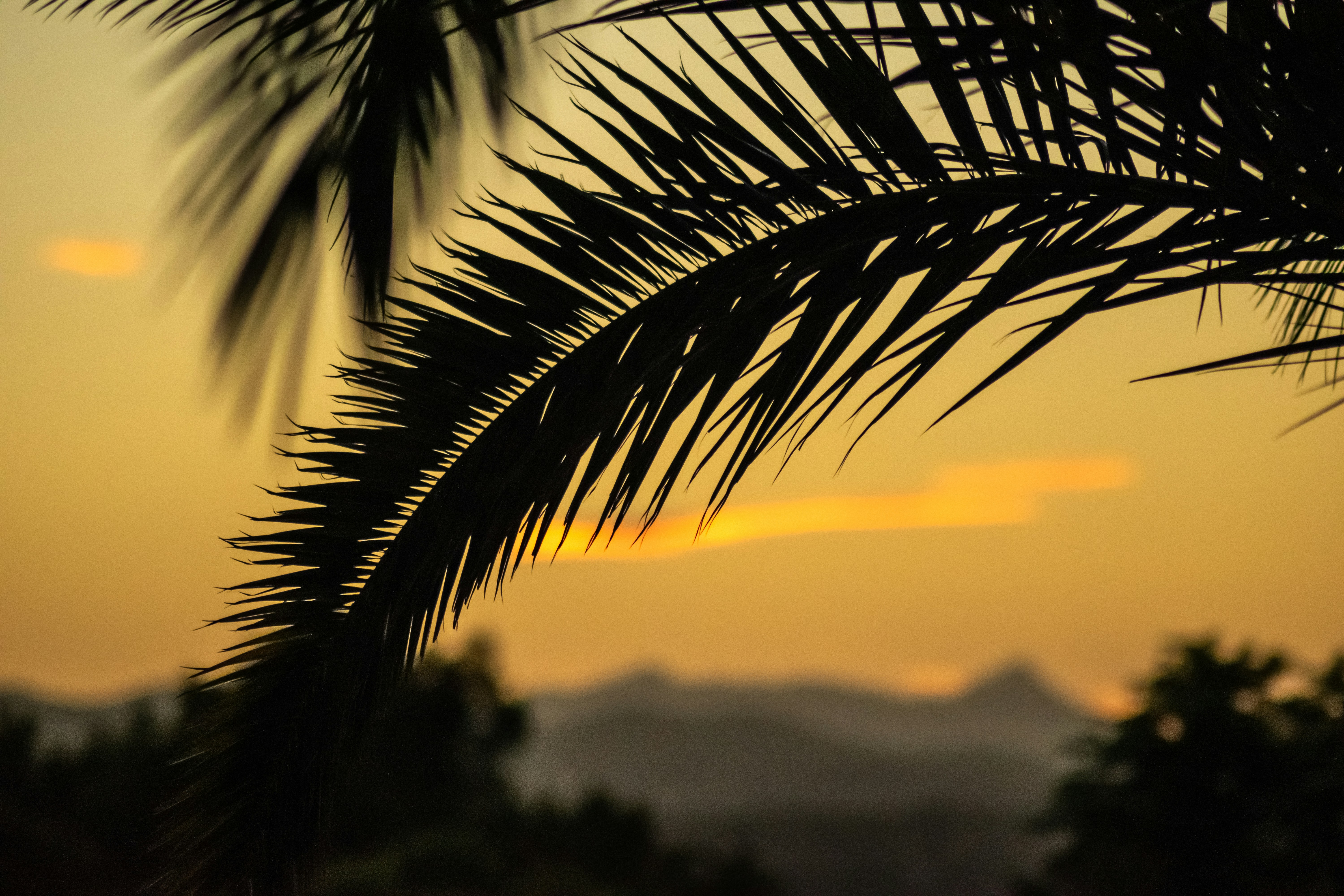 Silhouette Frond Against a Sunset Horizon