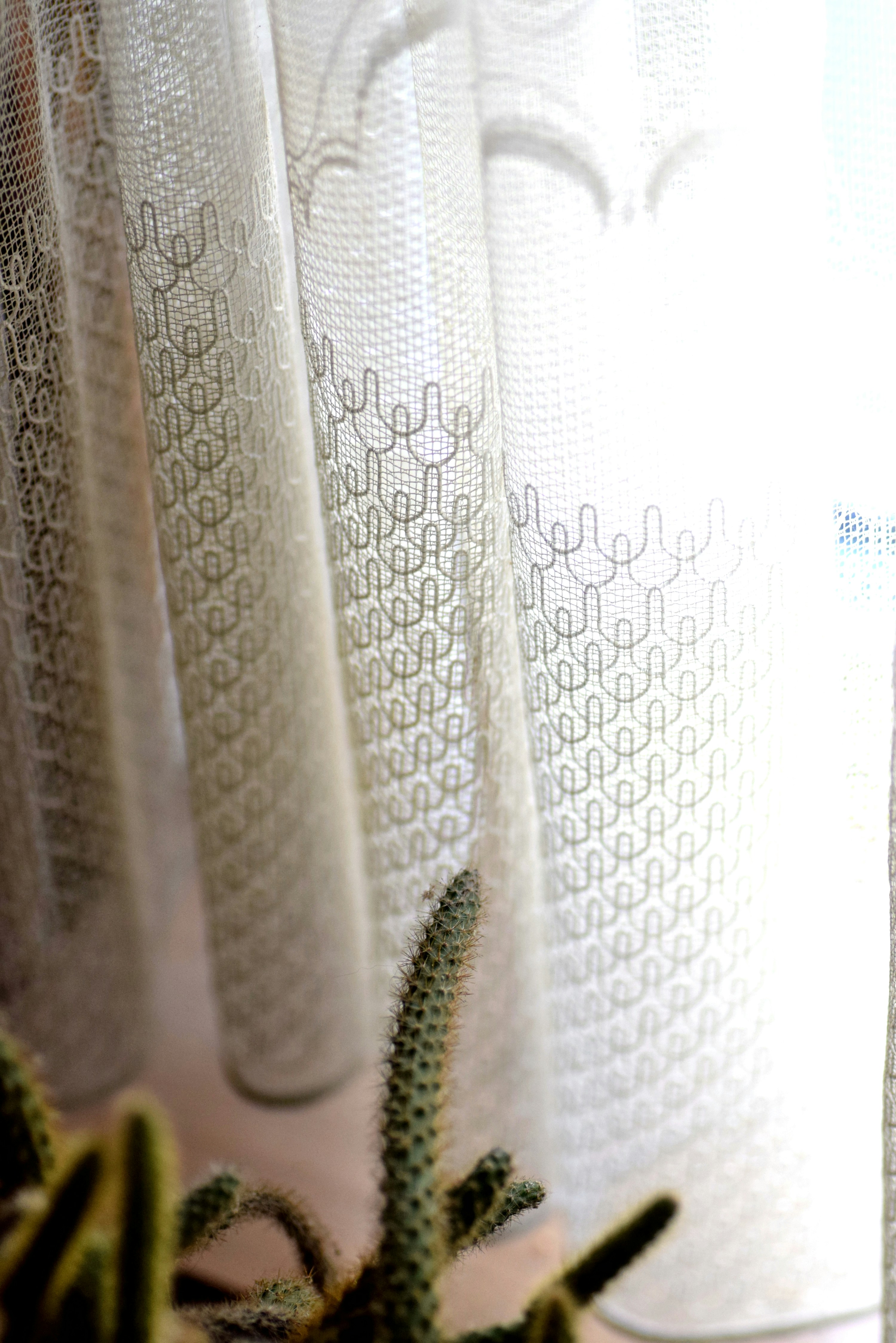Lace and Cactus: Quiet Light through Sheer Curtains