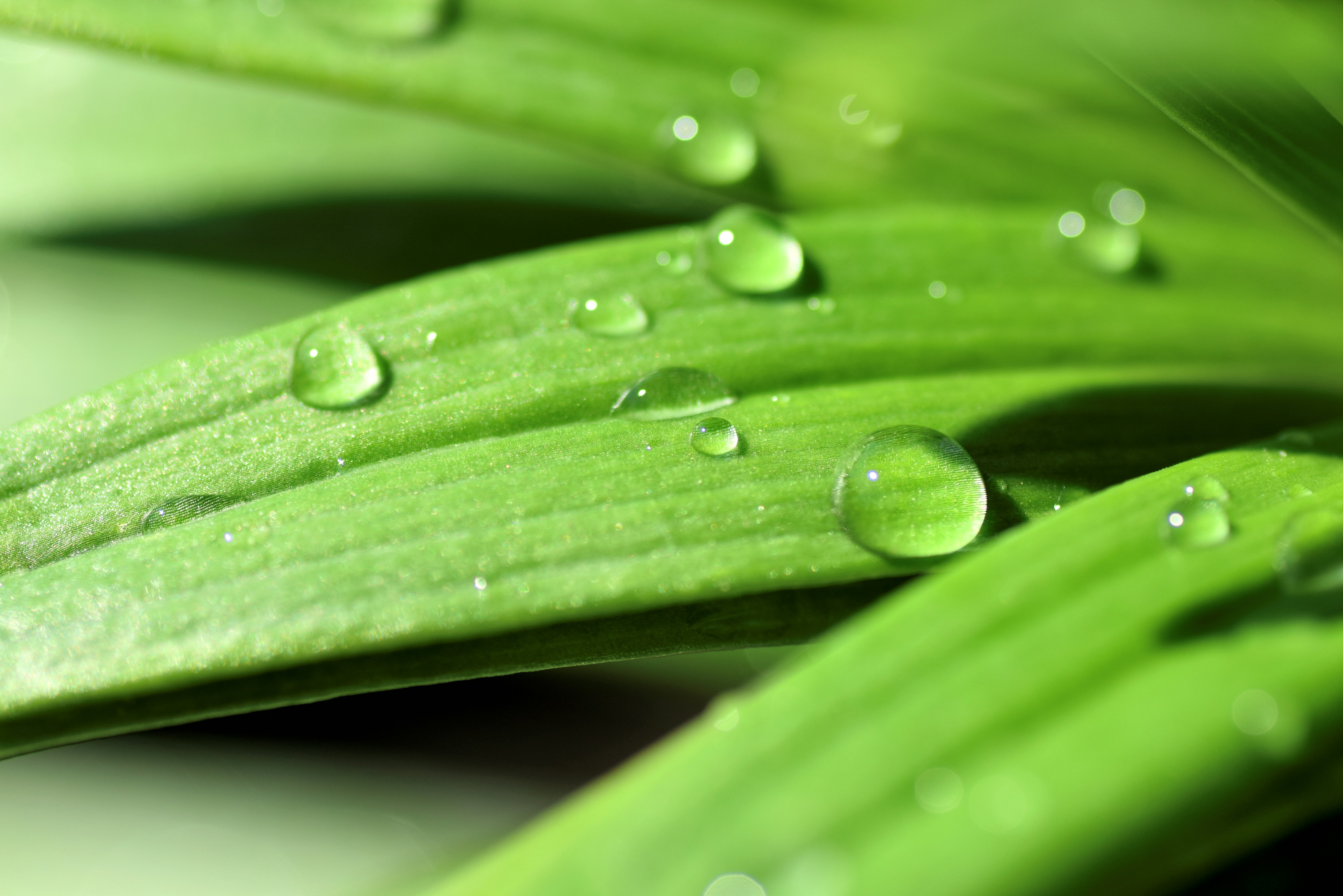 Dewdrop Symphony on Emerald Strands