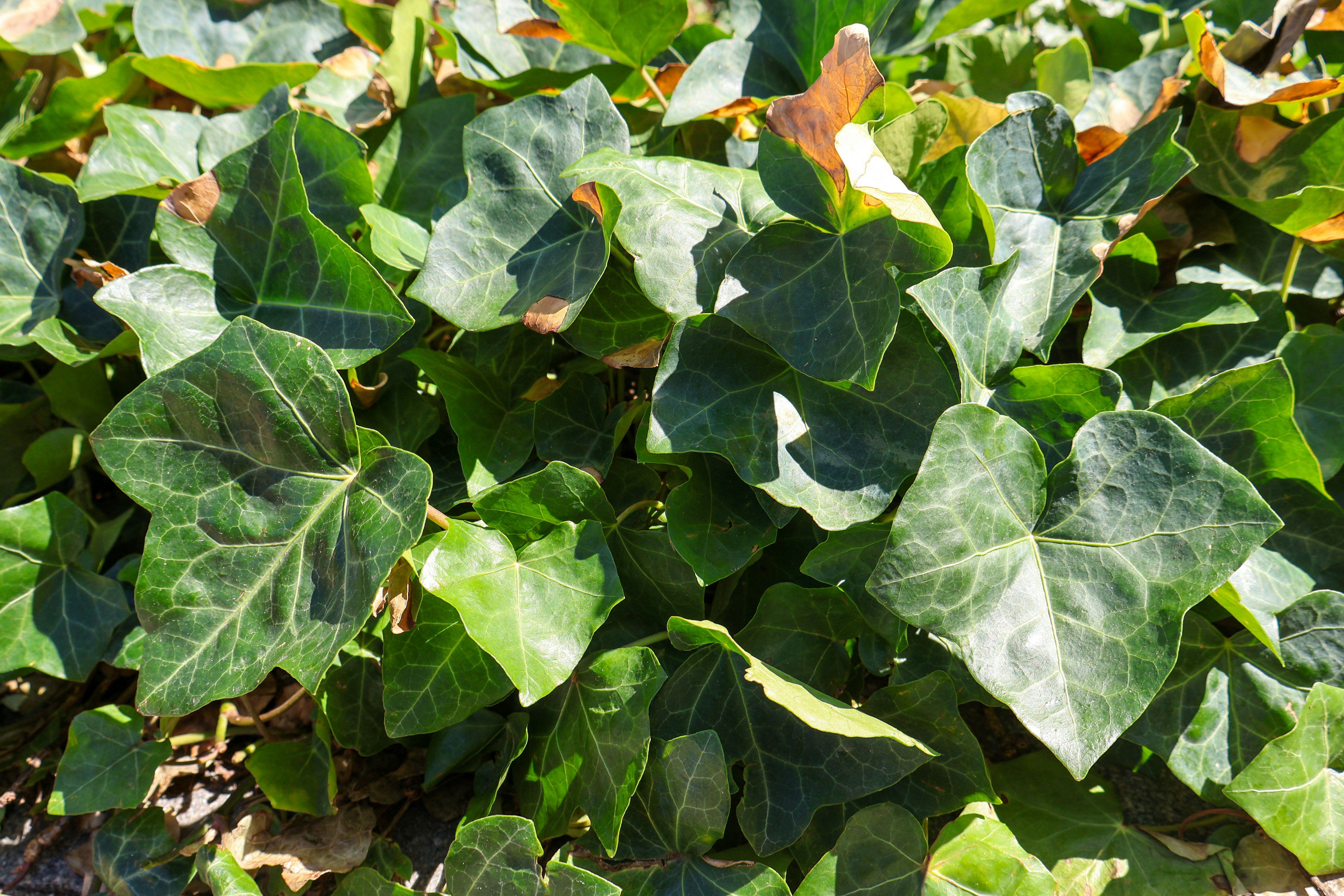 Vivid Ivy Canopy: Close-Up of Dense Green Ivy Leaves