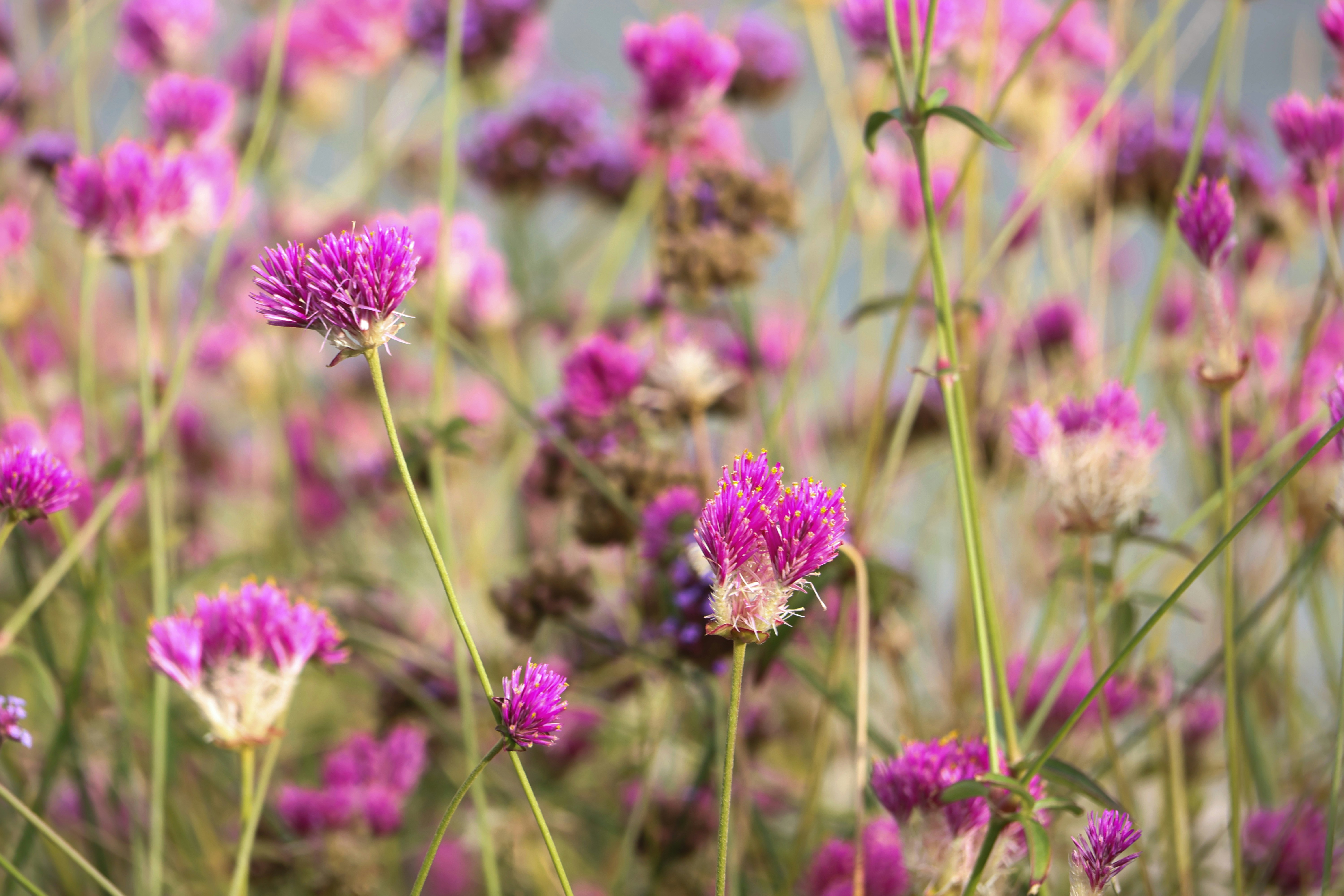 Crimson Bowed Blooms: A Field of Pink-tipped Tufted Alliums