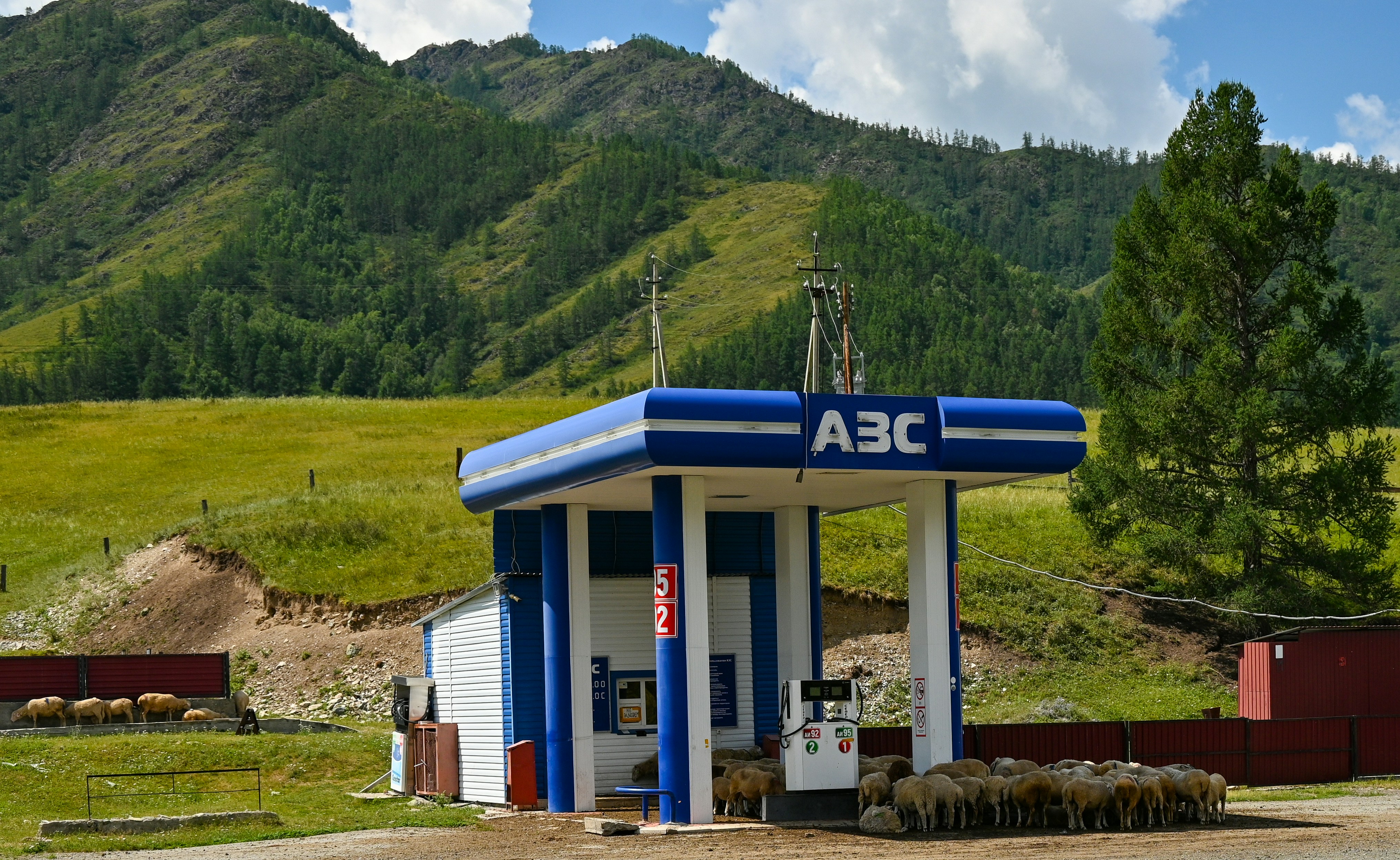 Blue and white gas station under a blue canopy sits at the edge of a green valley, with hills and trees in the background and a few sheep nearby. A simple, rural fueling spot.