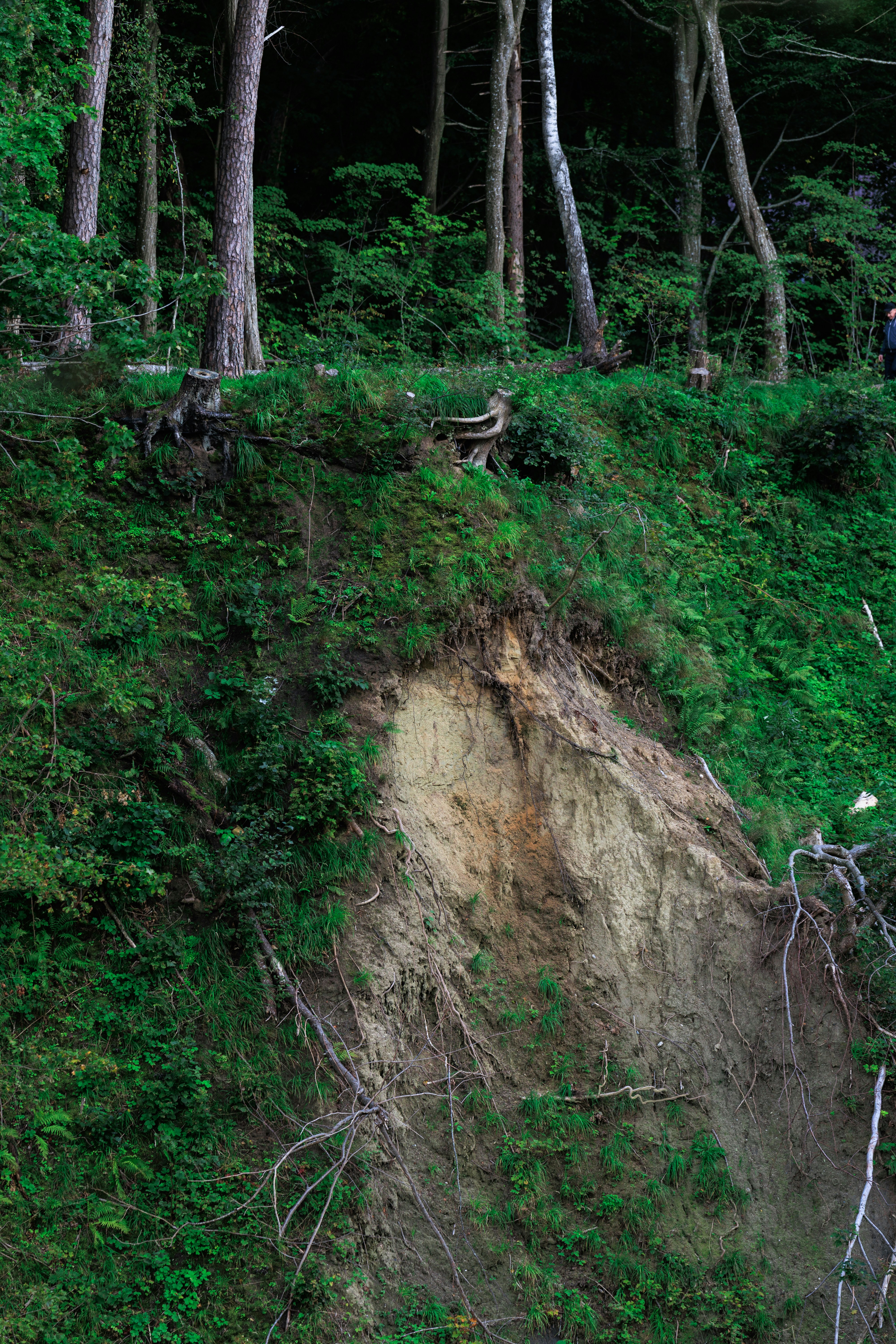 Forest Slope with Tree Line Above a Erosion Edge