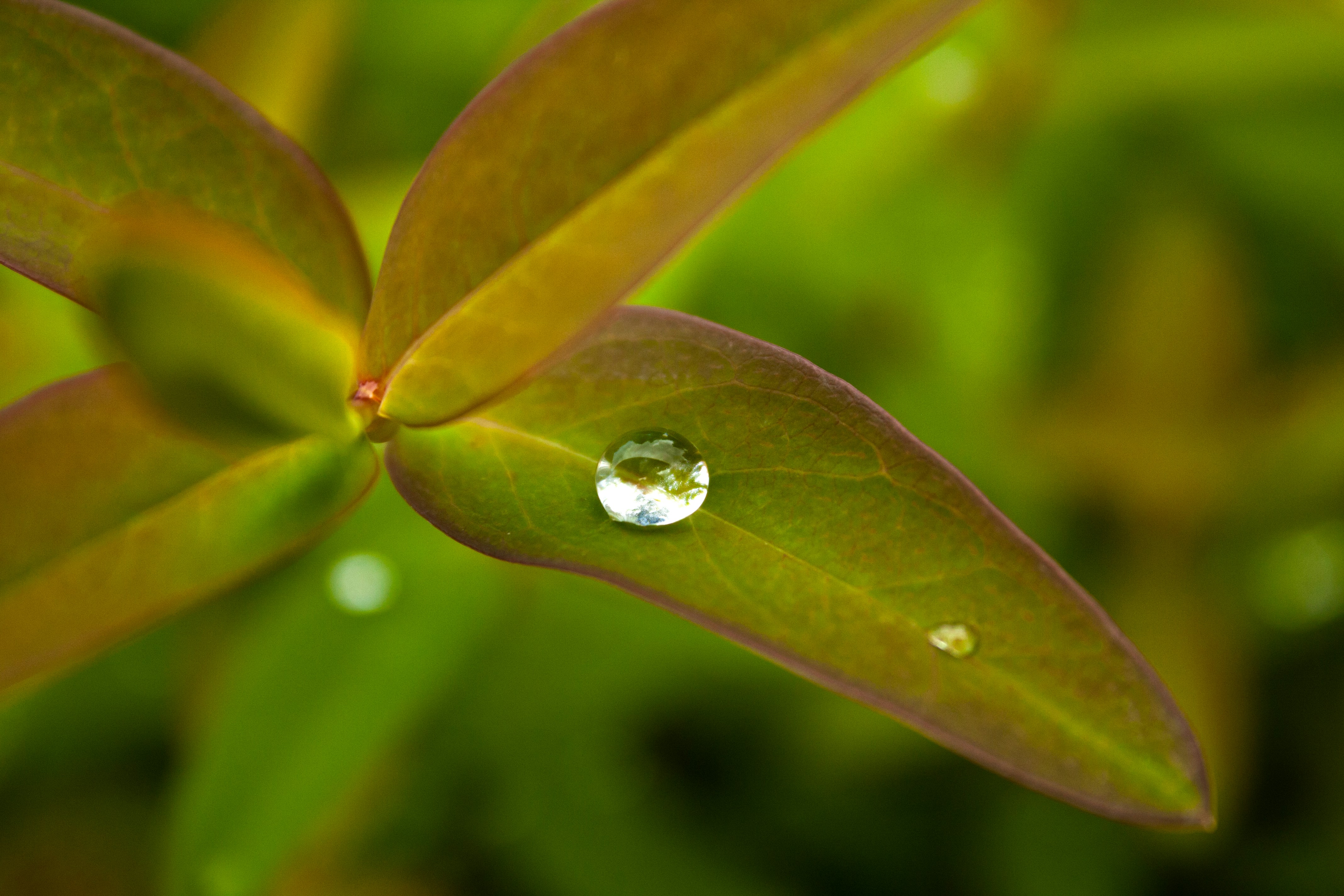 Dewdrop on a Verdant Blade: a Closer Look at Life in Leaves