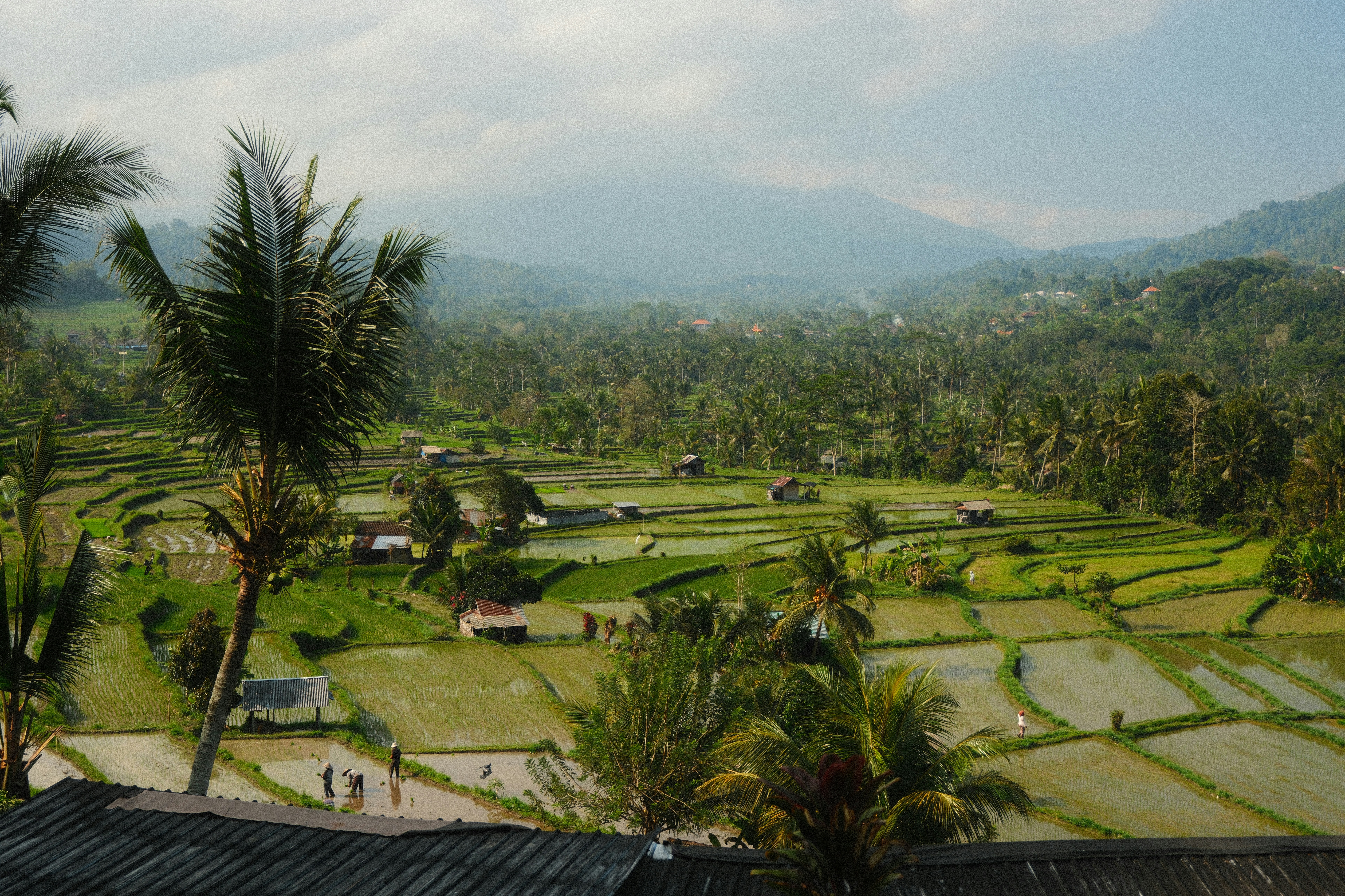 Terraced Fields Beneath a Distant Blue Ridge