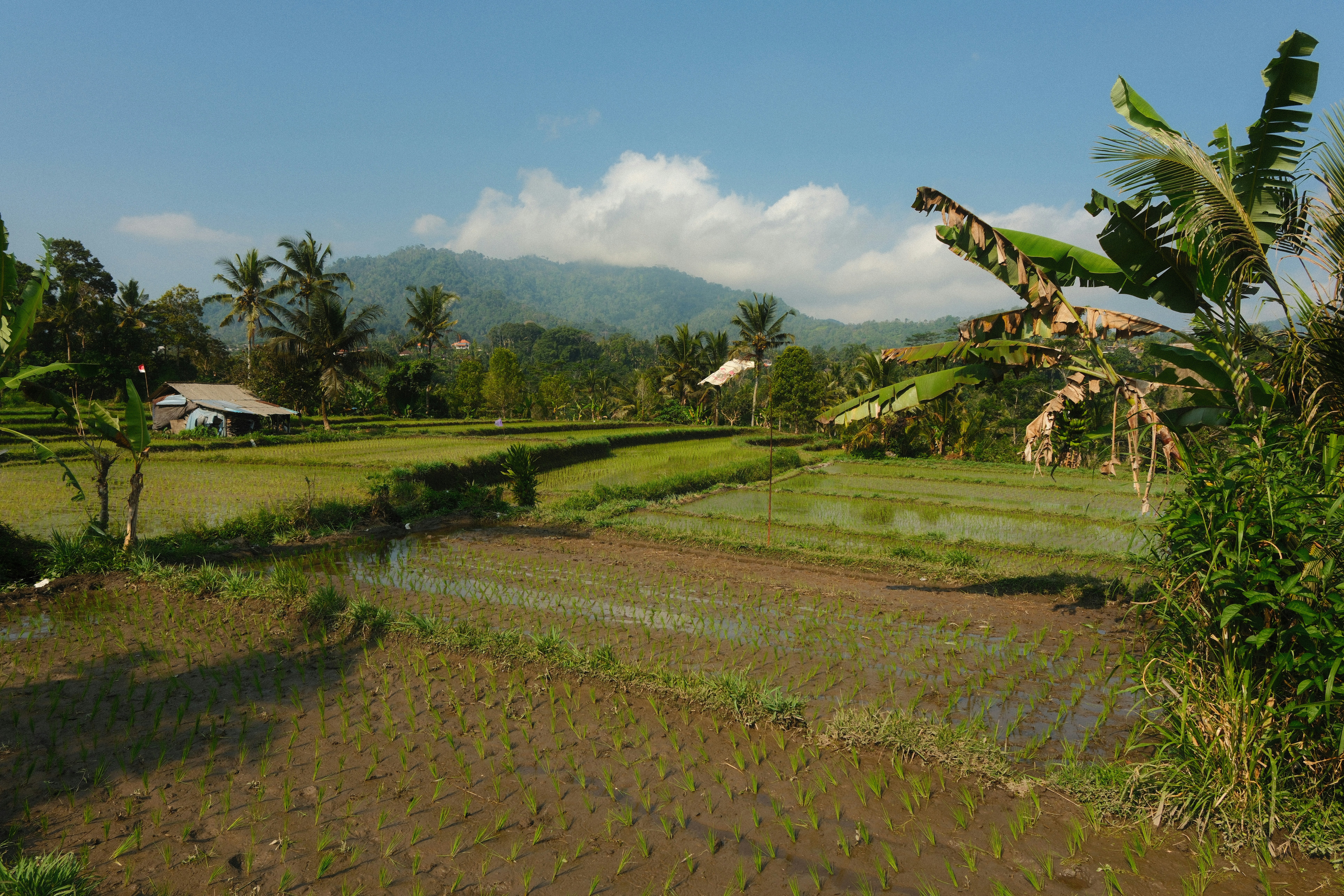 Rice Terraces at Dusk: A Quiet Rural Horizon