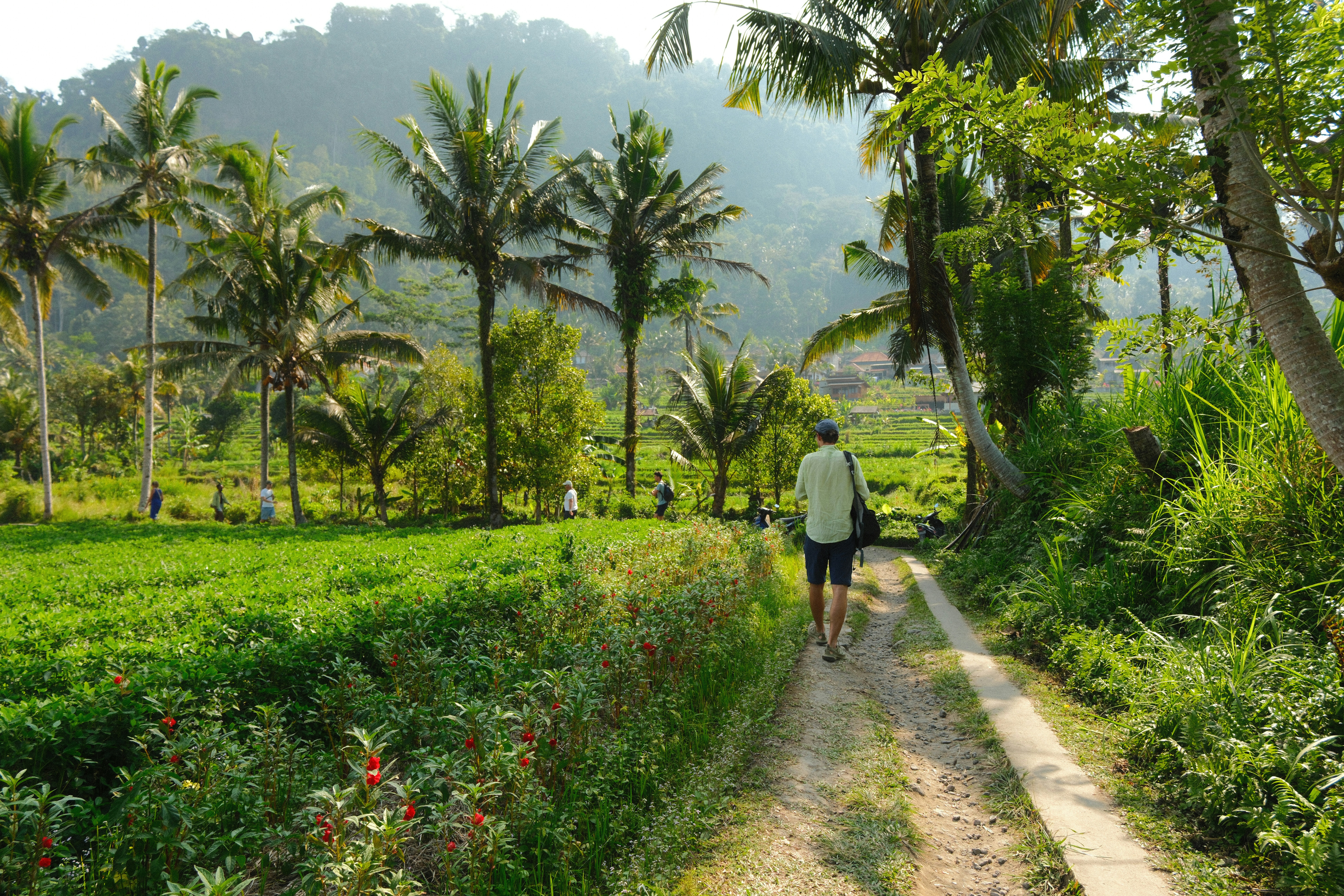 Verdant garden path lined with tropical plants and palm trees, a solitary figure walking away along a sunlit trail.