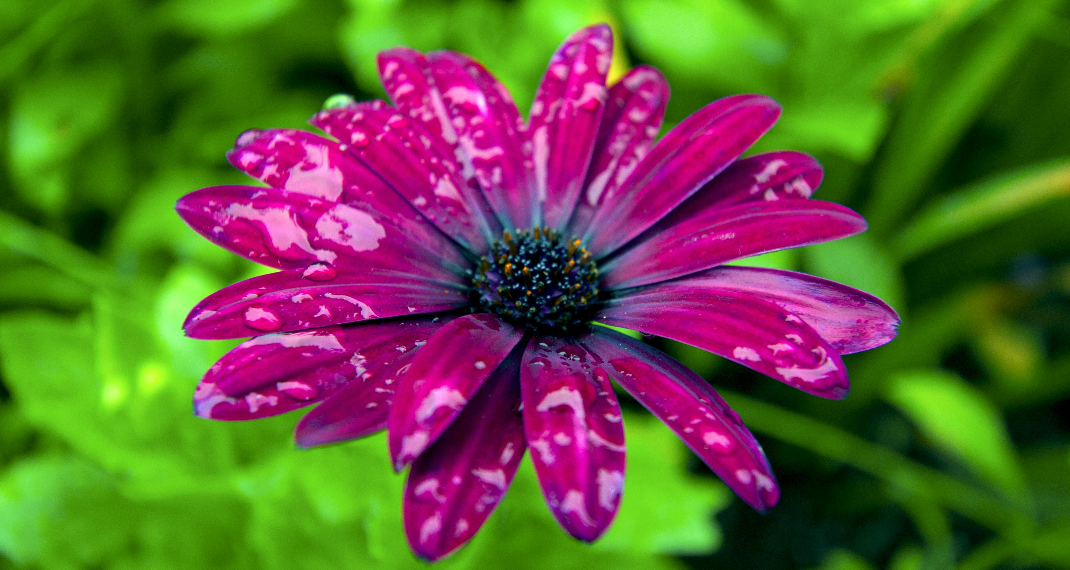 Petal Mosaic: A Magenta Daisy Center Amid Lush Green