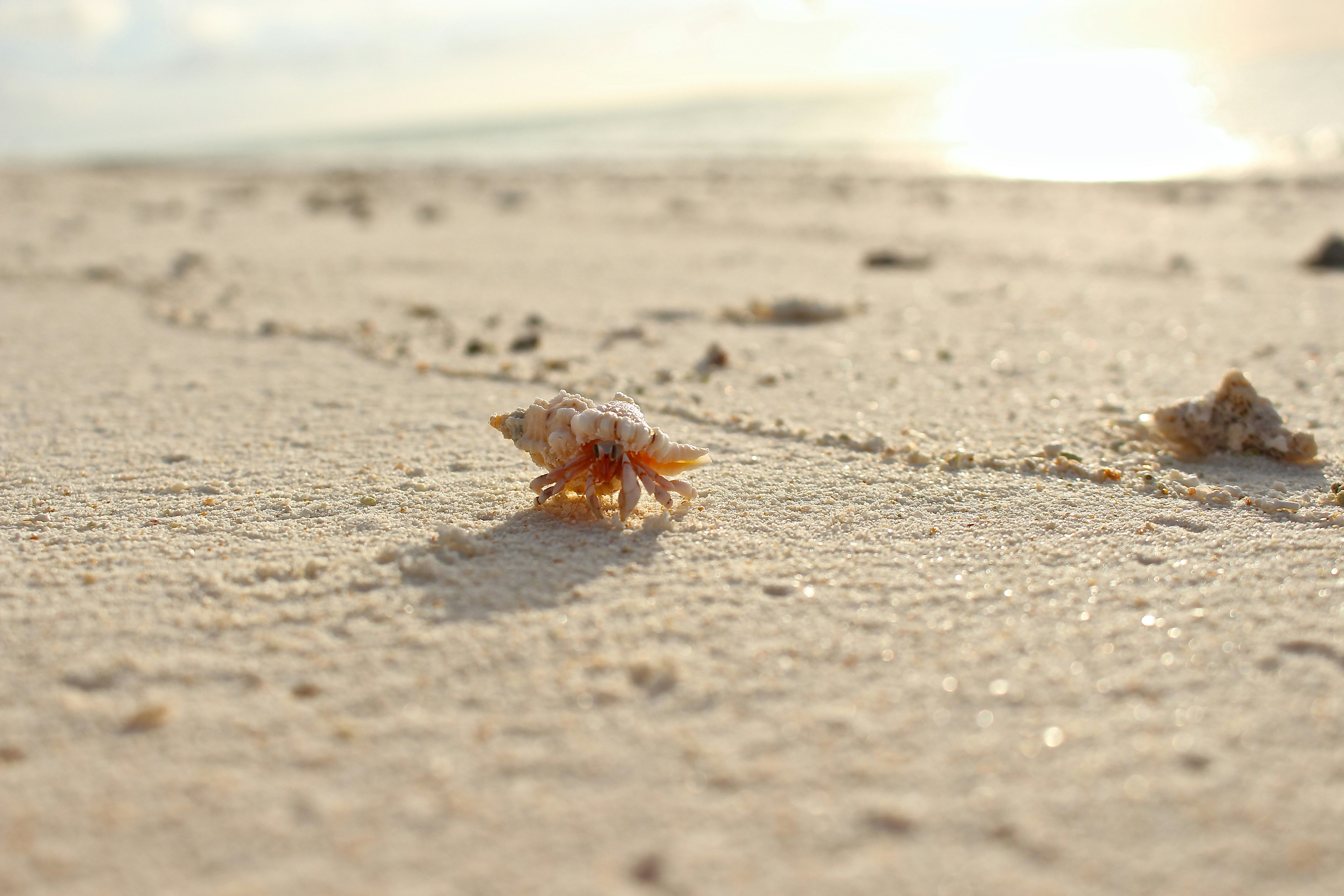 Lone Coral on Quiet Tide-Scattered Shore