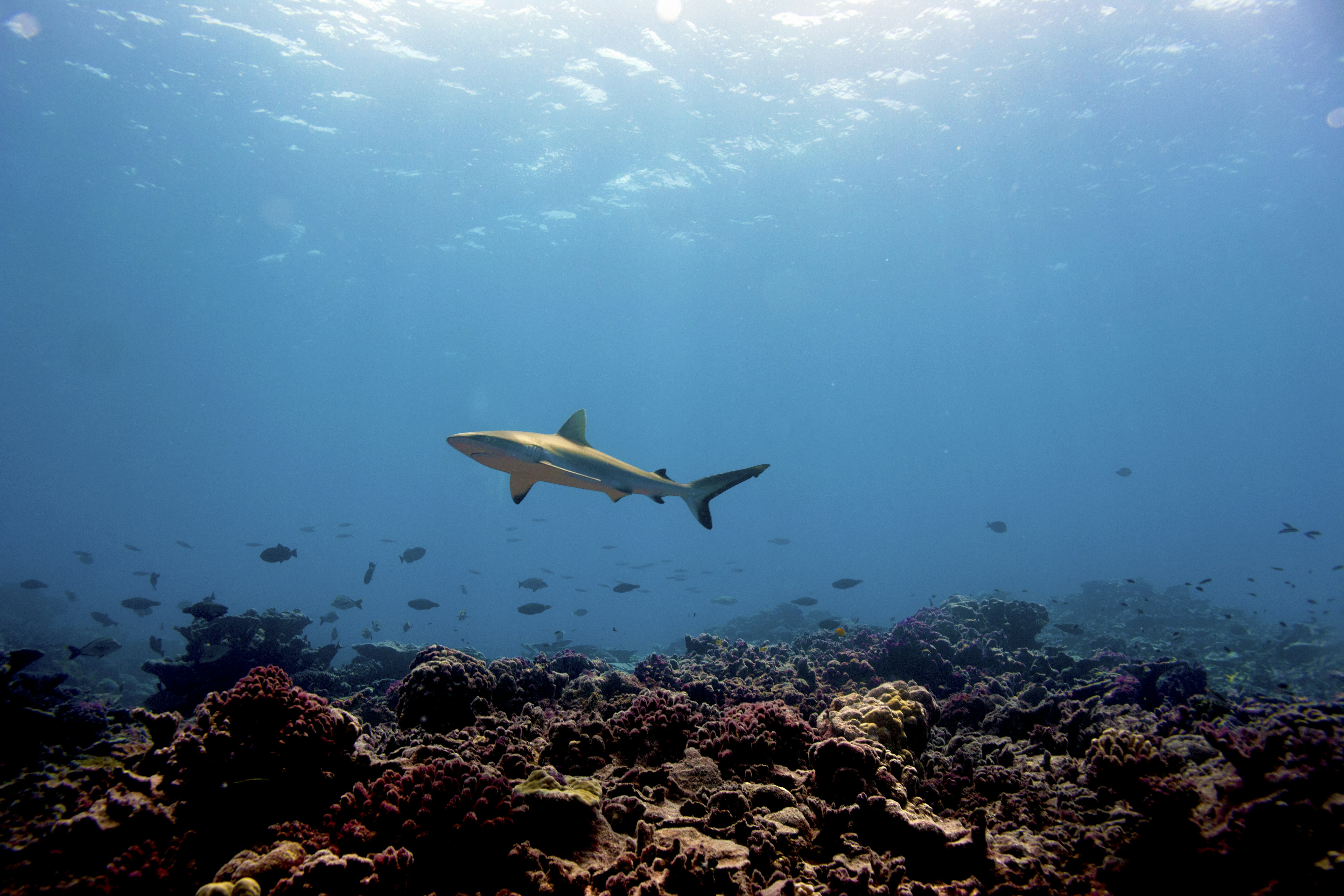 Solar Hammer: A Reef Surfer Glides Over Coral Quiet