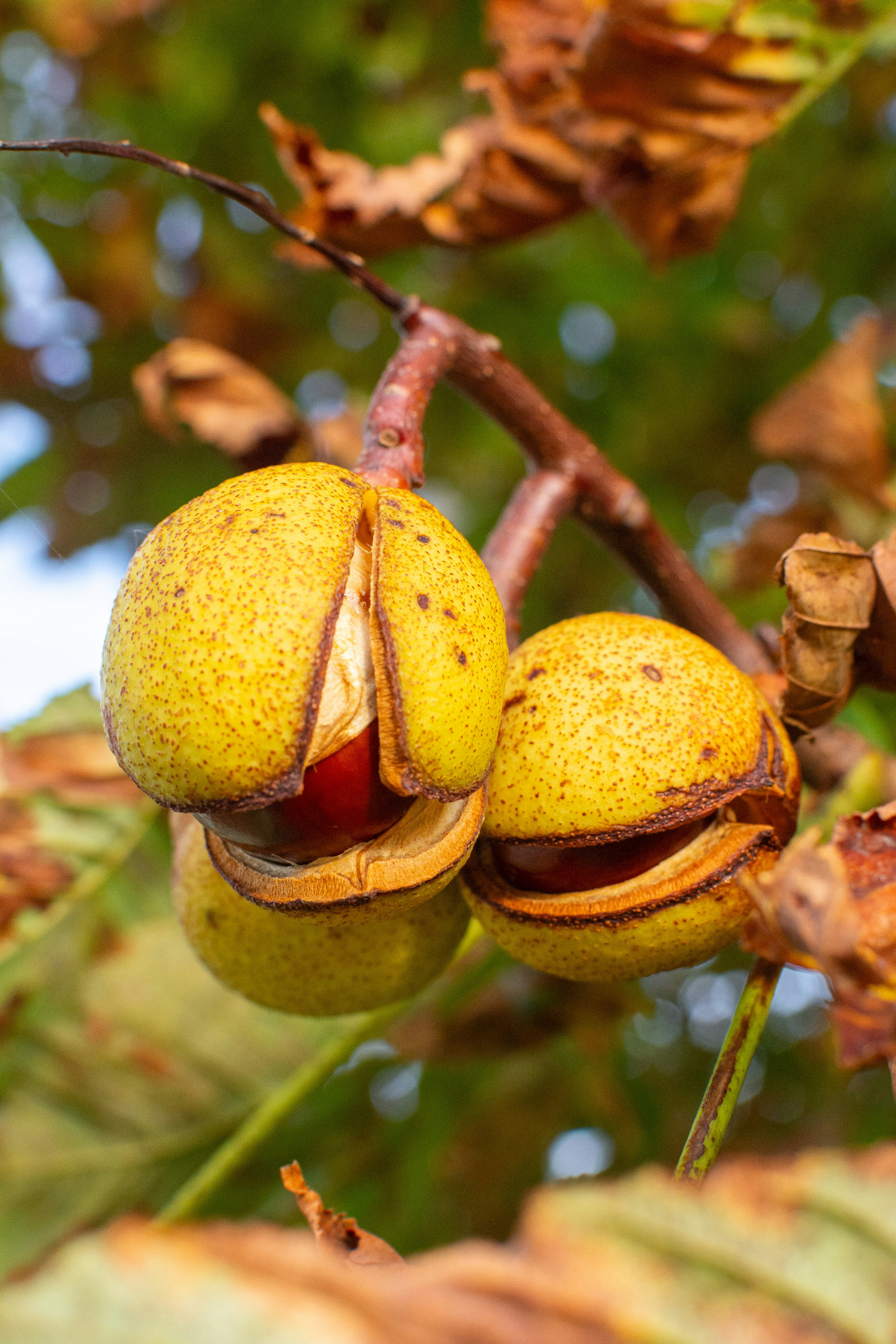 Open Chestnut: Dual Split Fruit in Autumn Light
