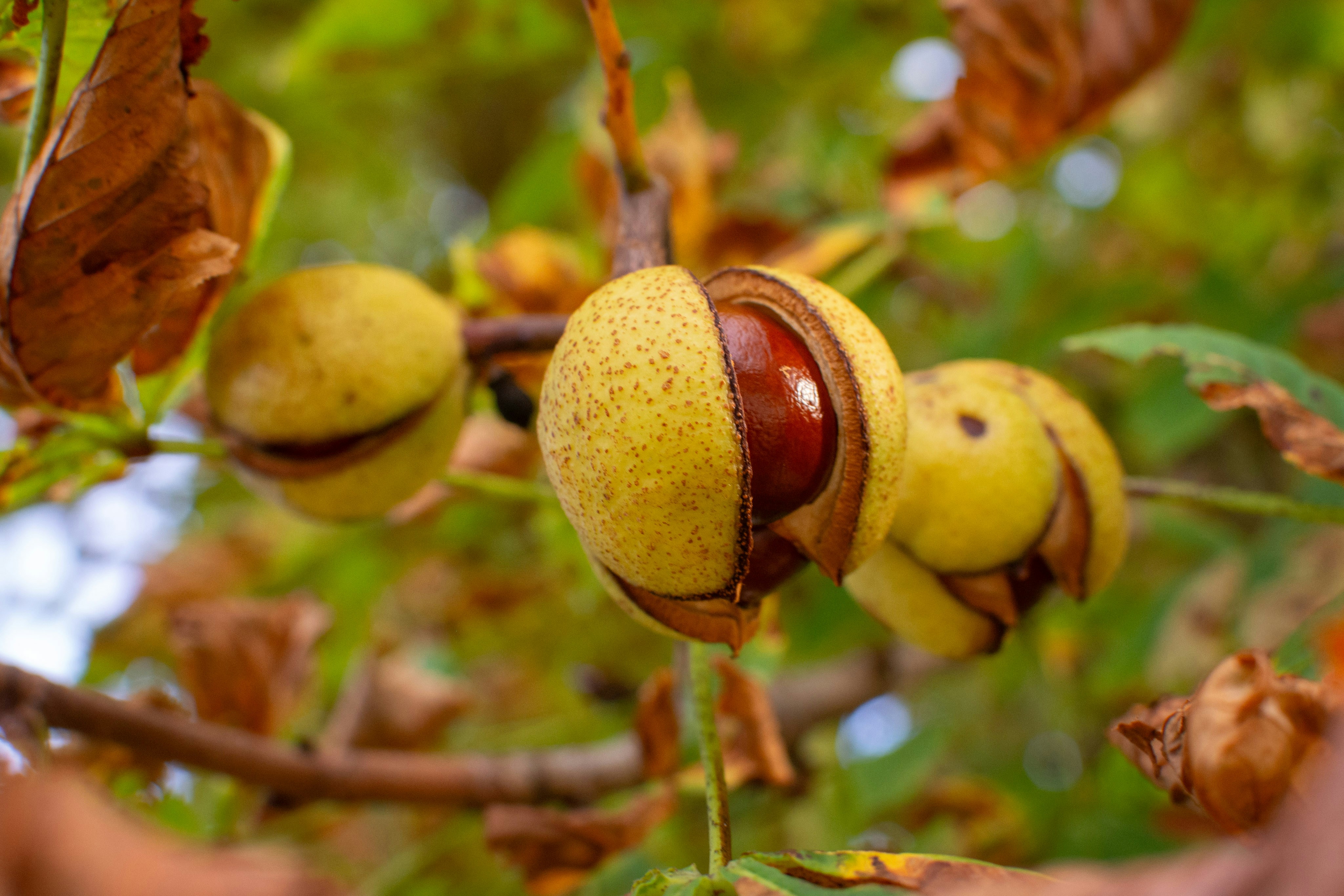 Open-shelled Chestnut on a Lively Autumn Tree