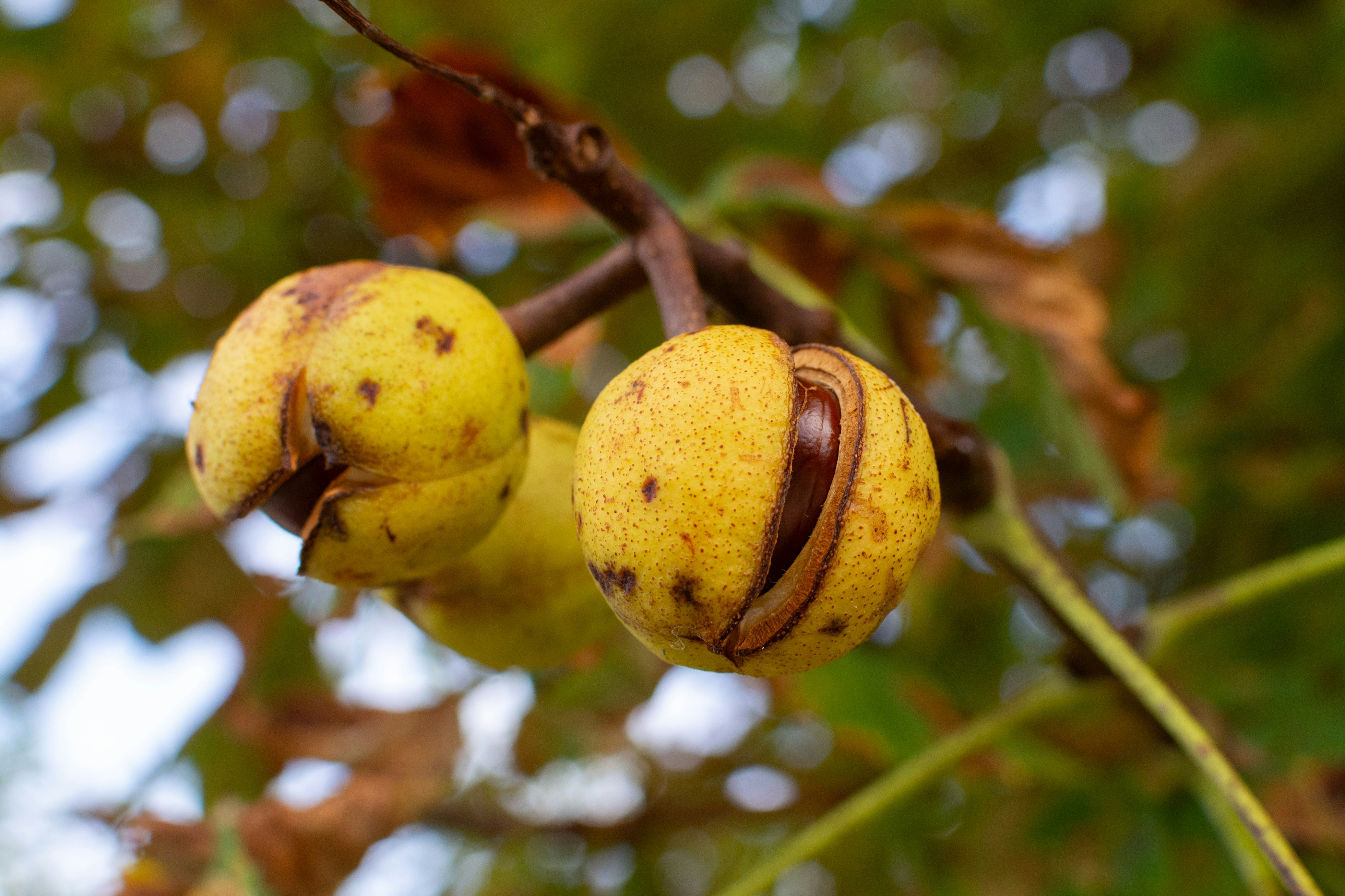 Fruit Duo Framed in Autumn Light