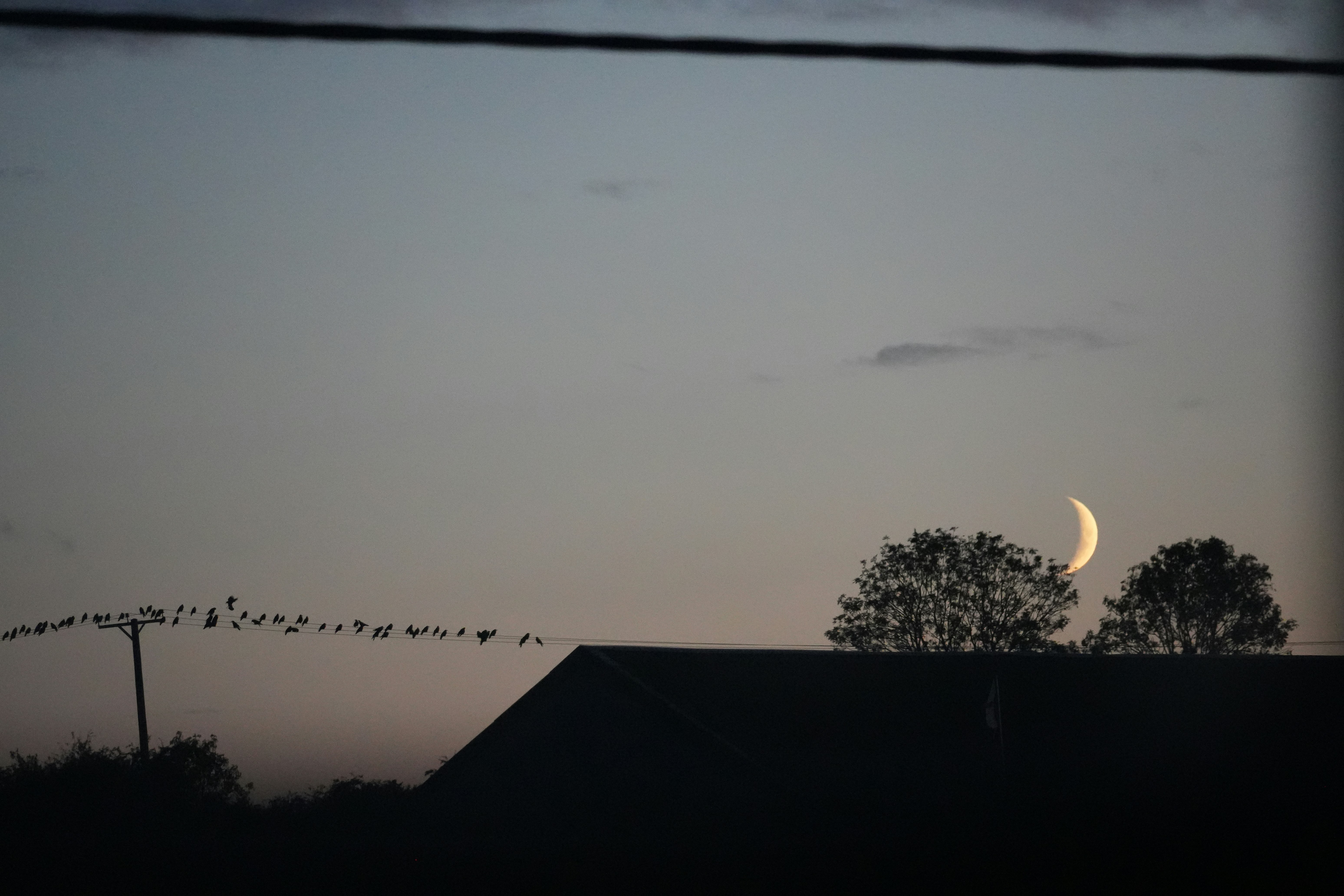 Dusk scene with a slender crescent moon above a dark roofline and silhouetted trees, a flock perched along wires on the left.