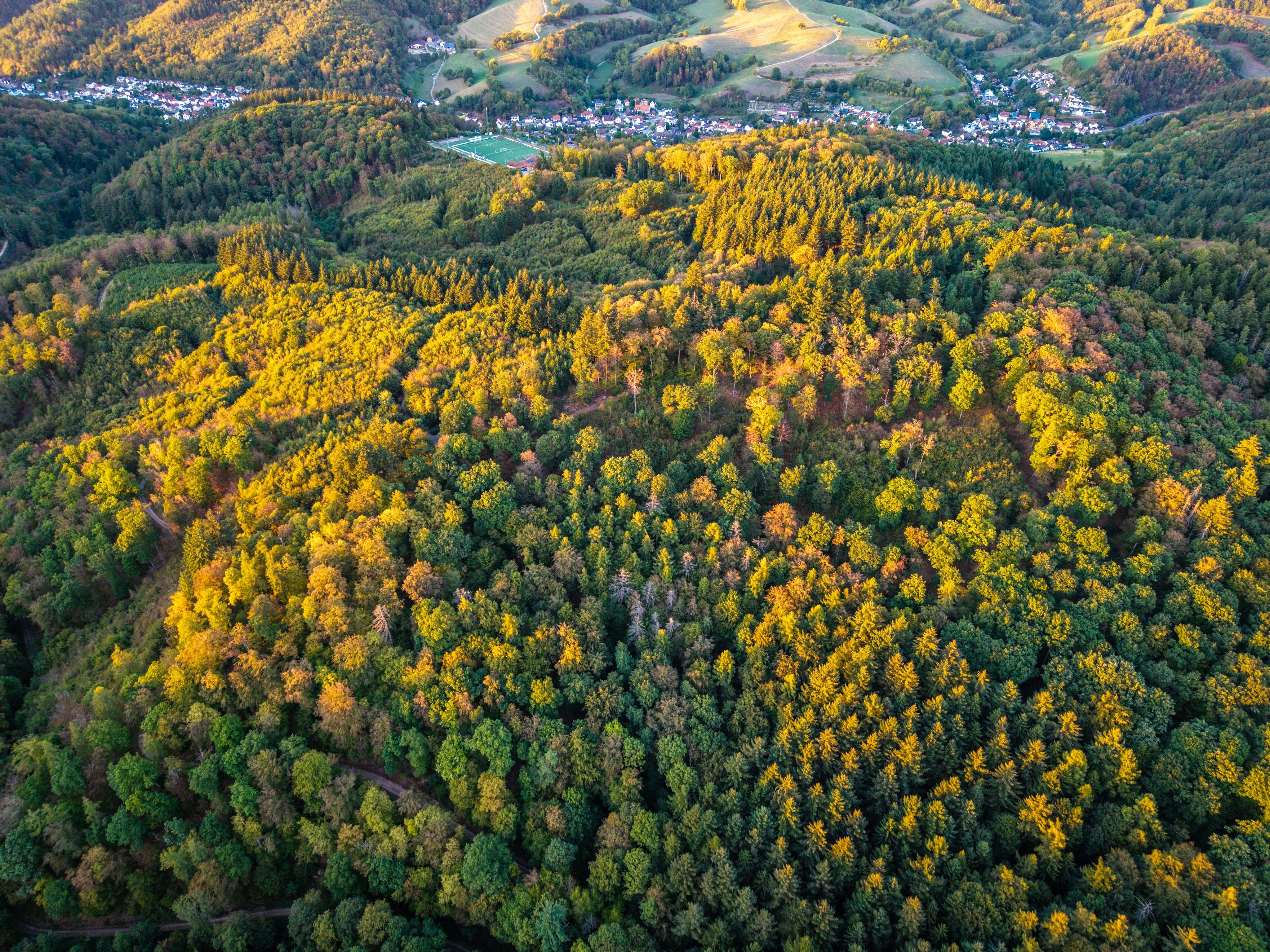 Autumn Canopy: Aerial Mosaic of Gold and Green