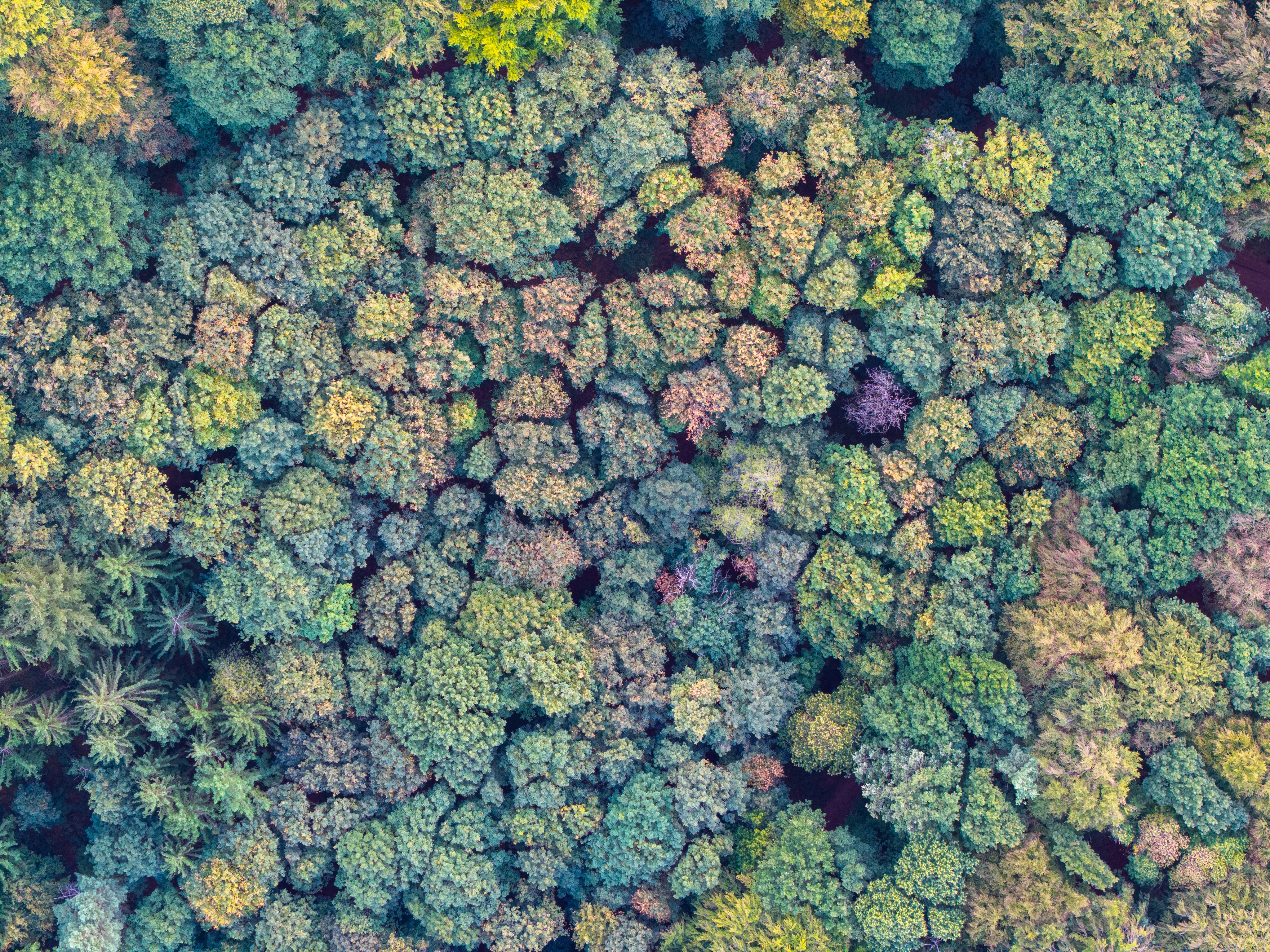 Aerial view of a dense forest with varied autumn colors, forming a mosaic of treetops; the scene emphasizes texture and color without a central subject. The image appears as a natural landscape photograph.